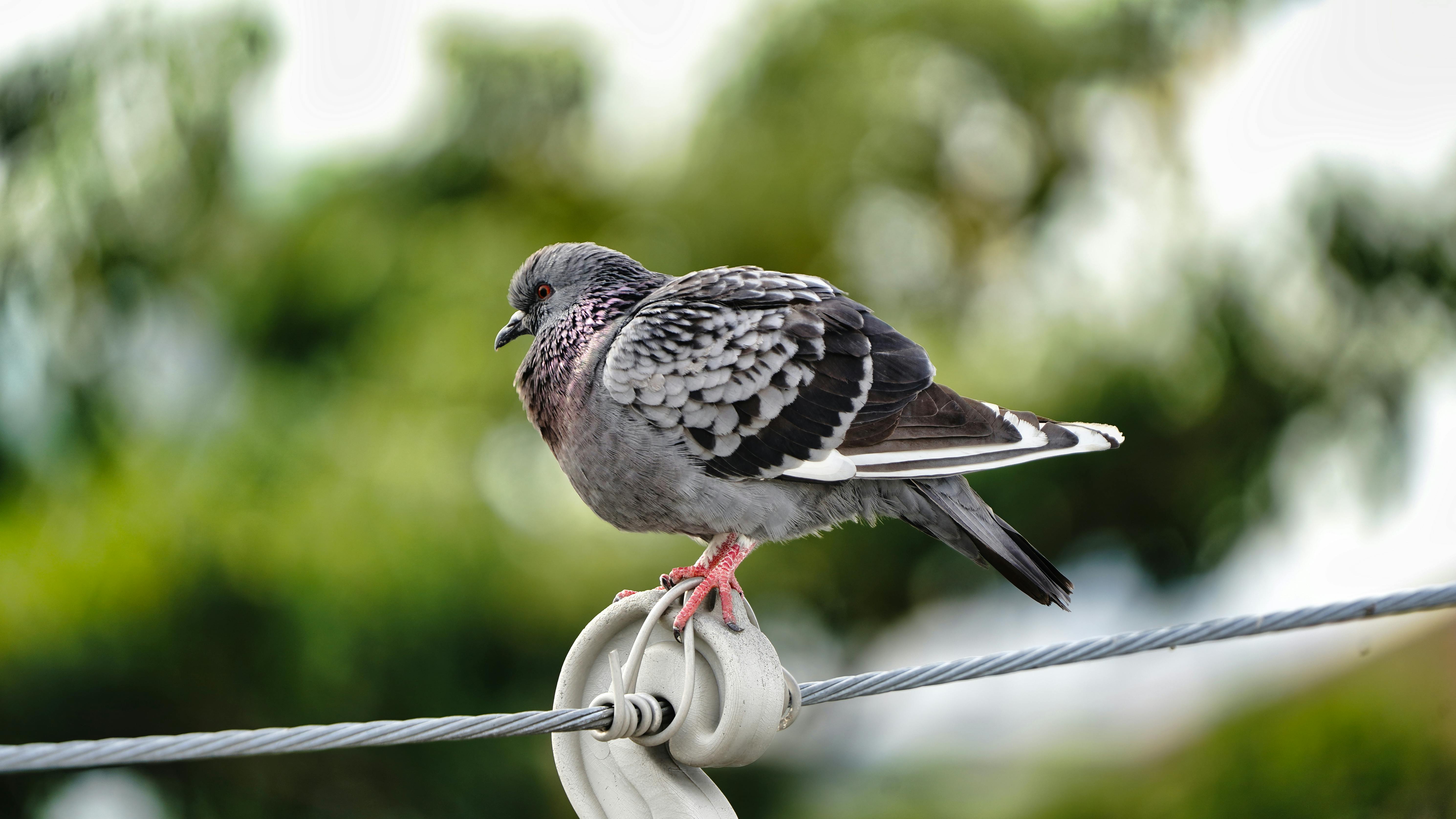 Close-Up Shot of Pigeons · Free Stock Photo
