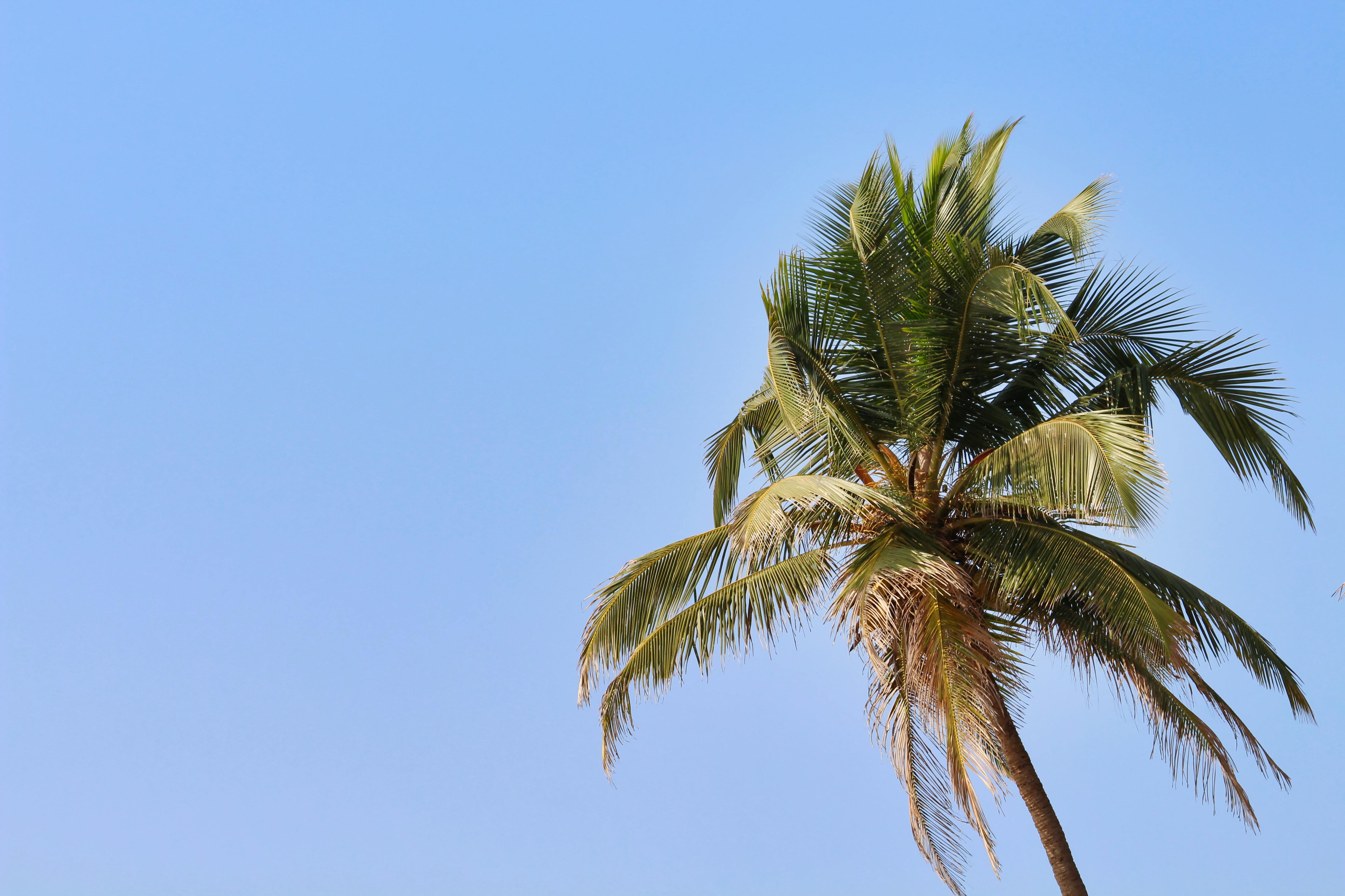 Low-Angle Shot of a Coconut Tree · Free Stock Photo