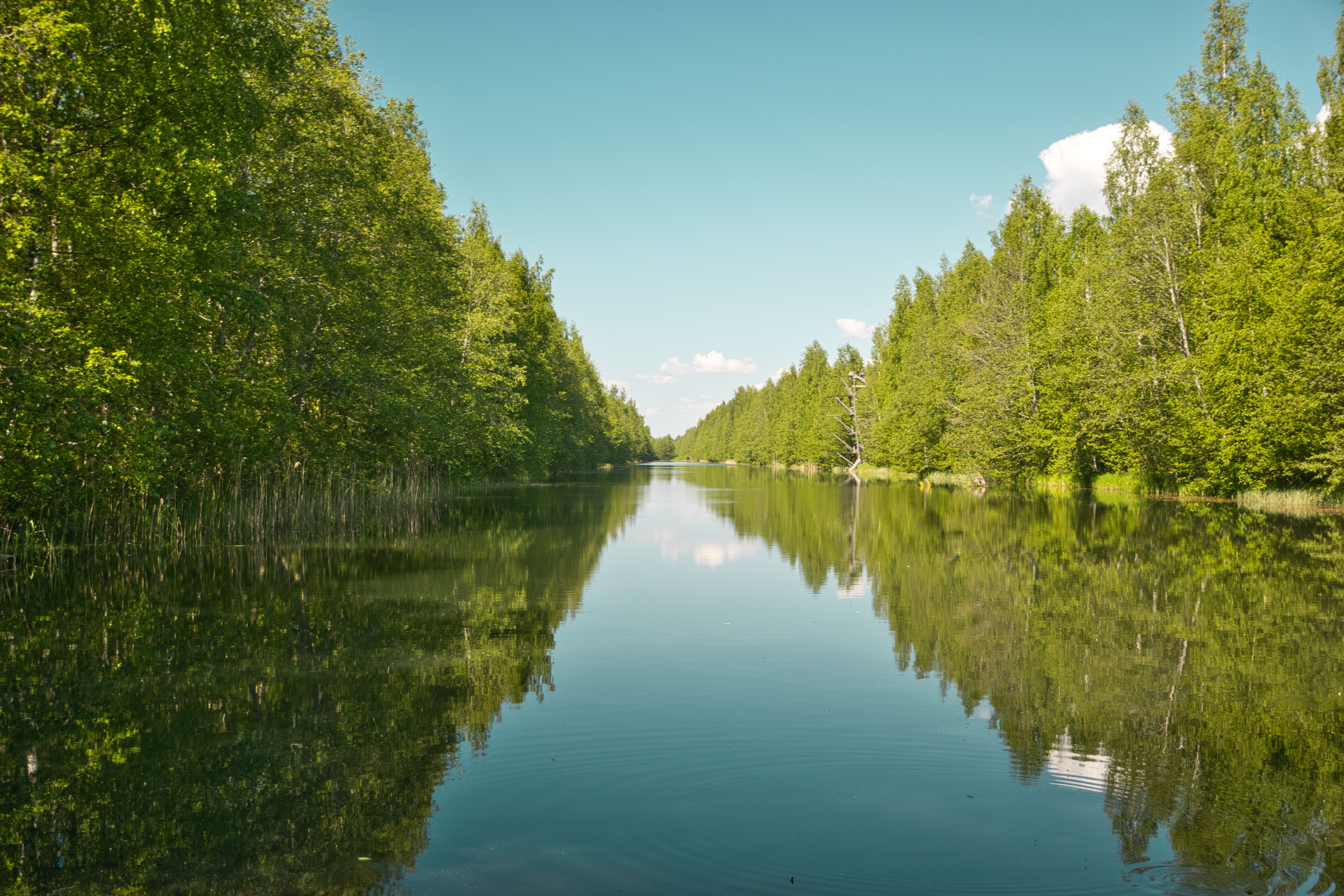 A River between Trees · Free Stock Photo