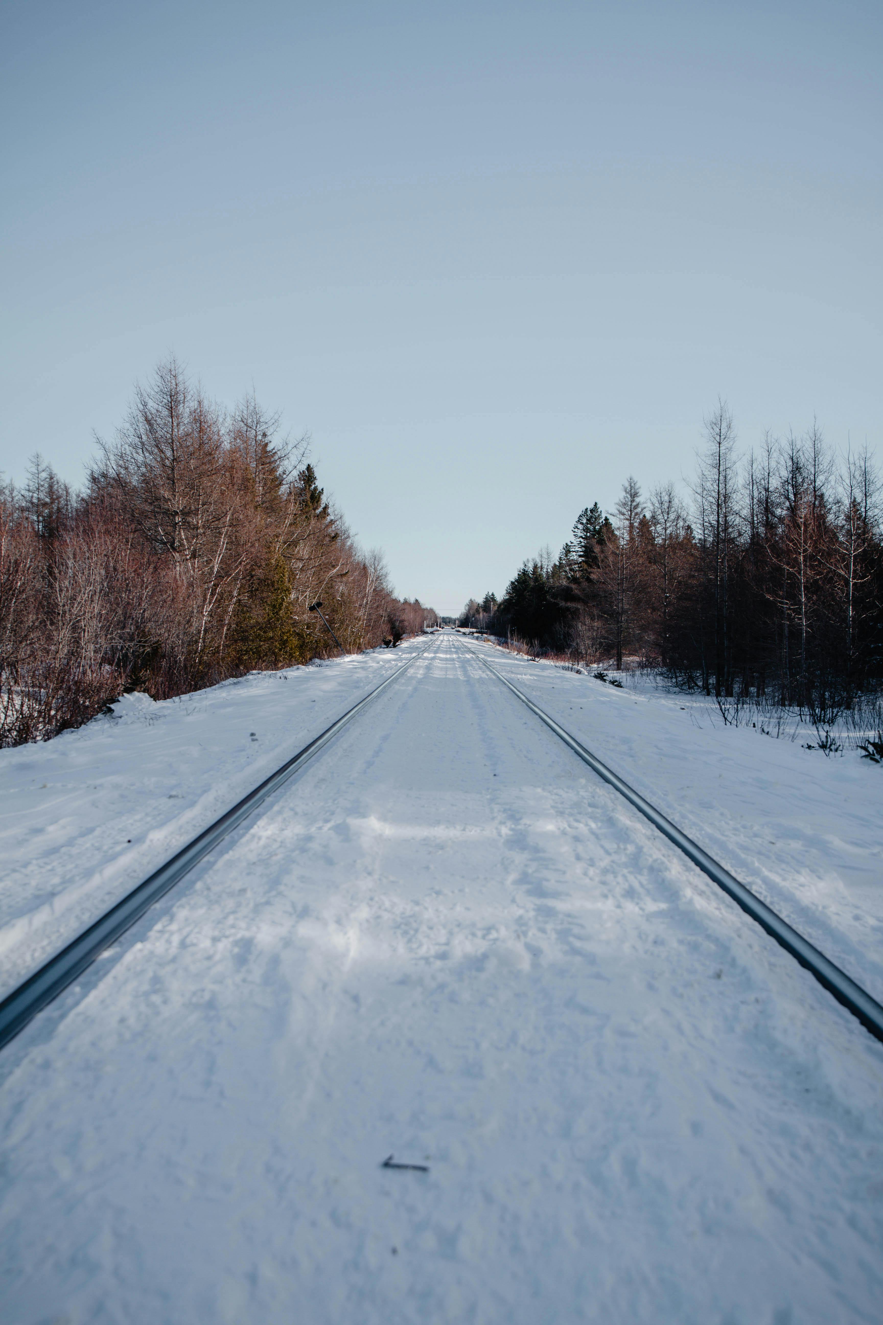 A Snow-Covered Road between Trees · Free Stock Photo