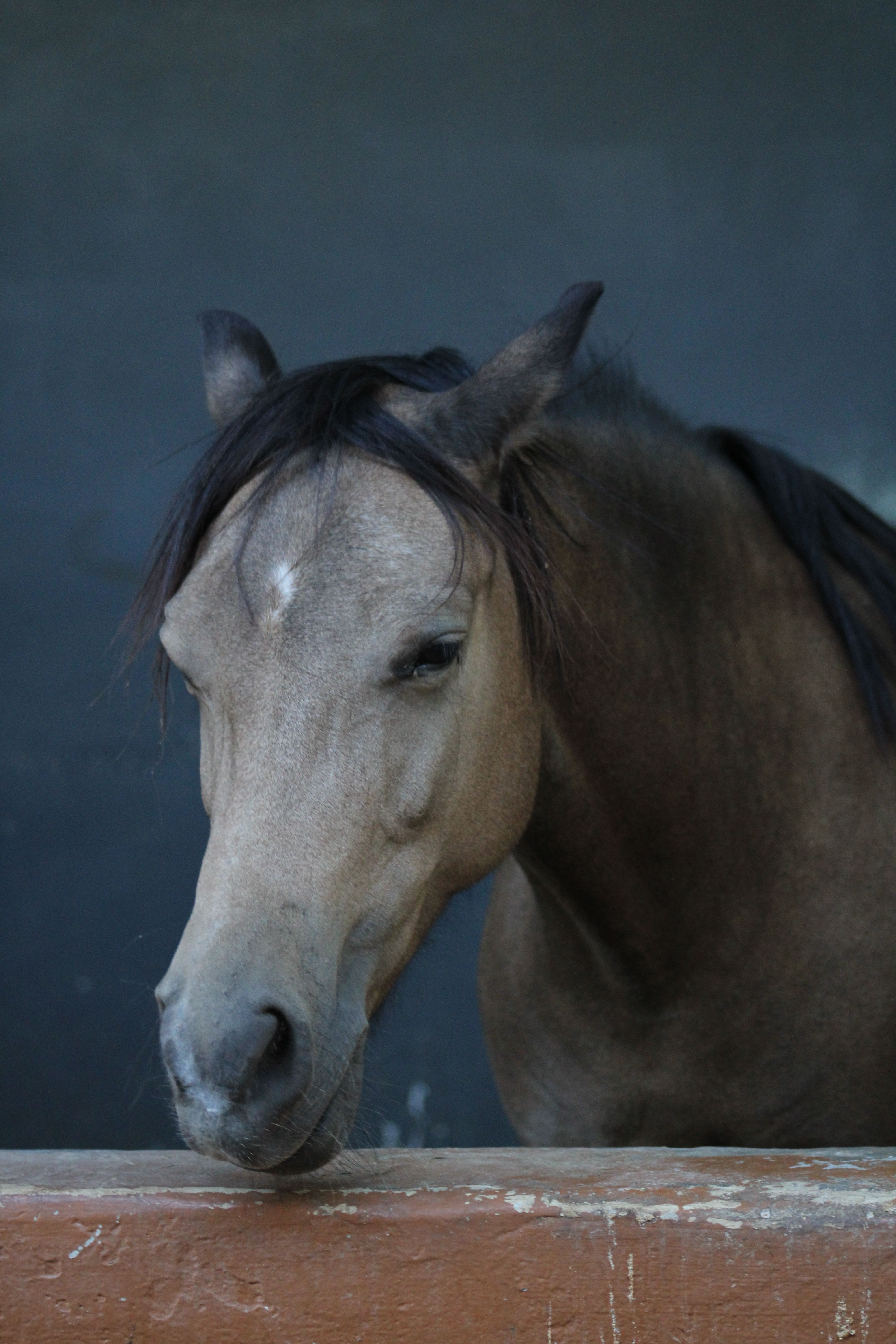 White Horse Near a Tree · Free Stock Photo