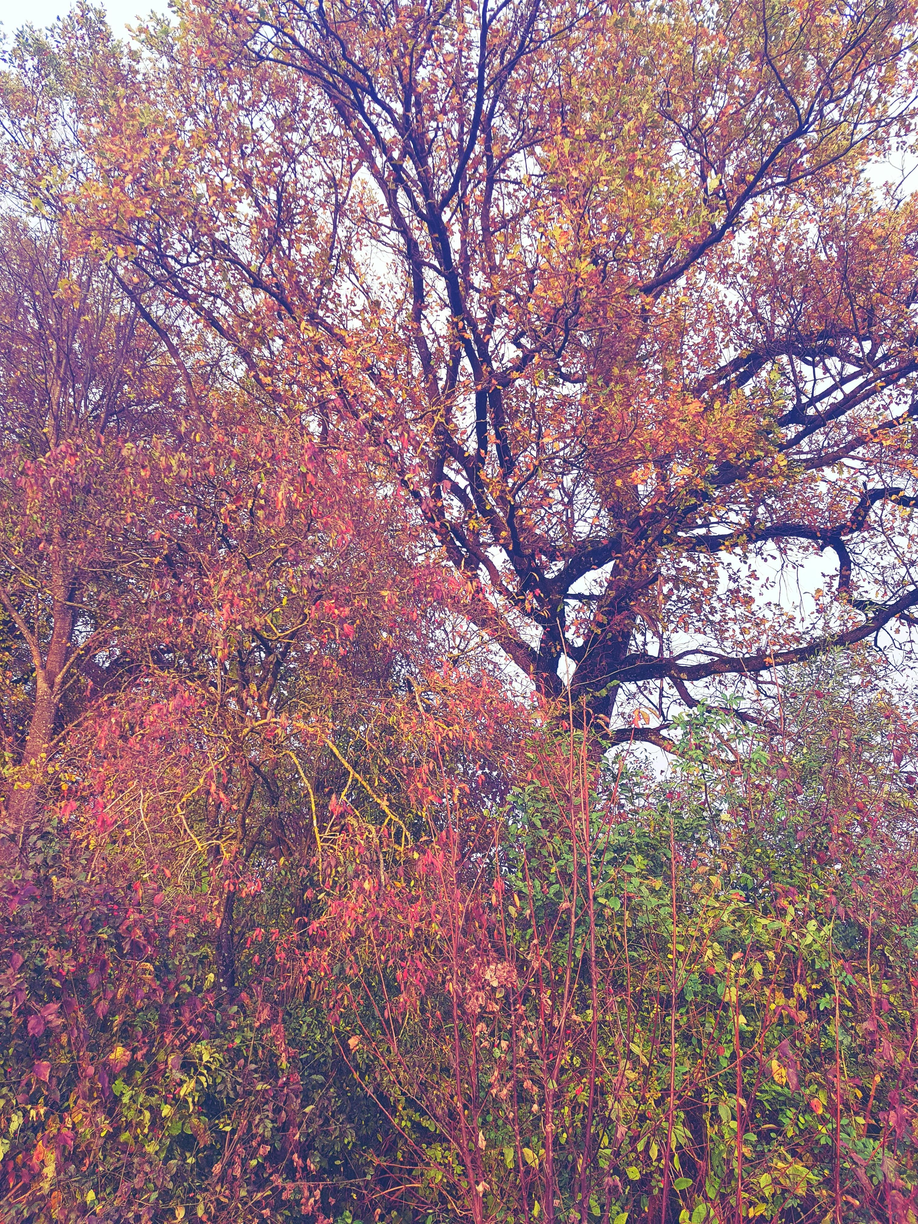 Free stock photo of colors, tree