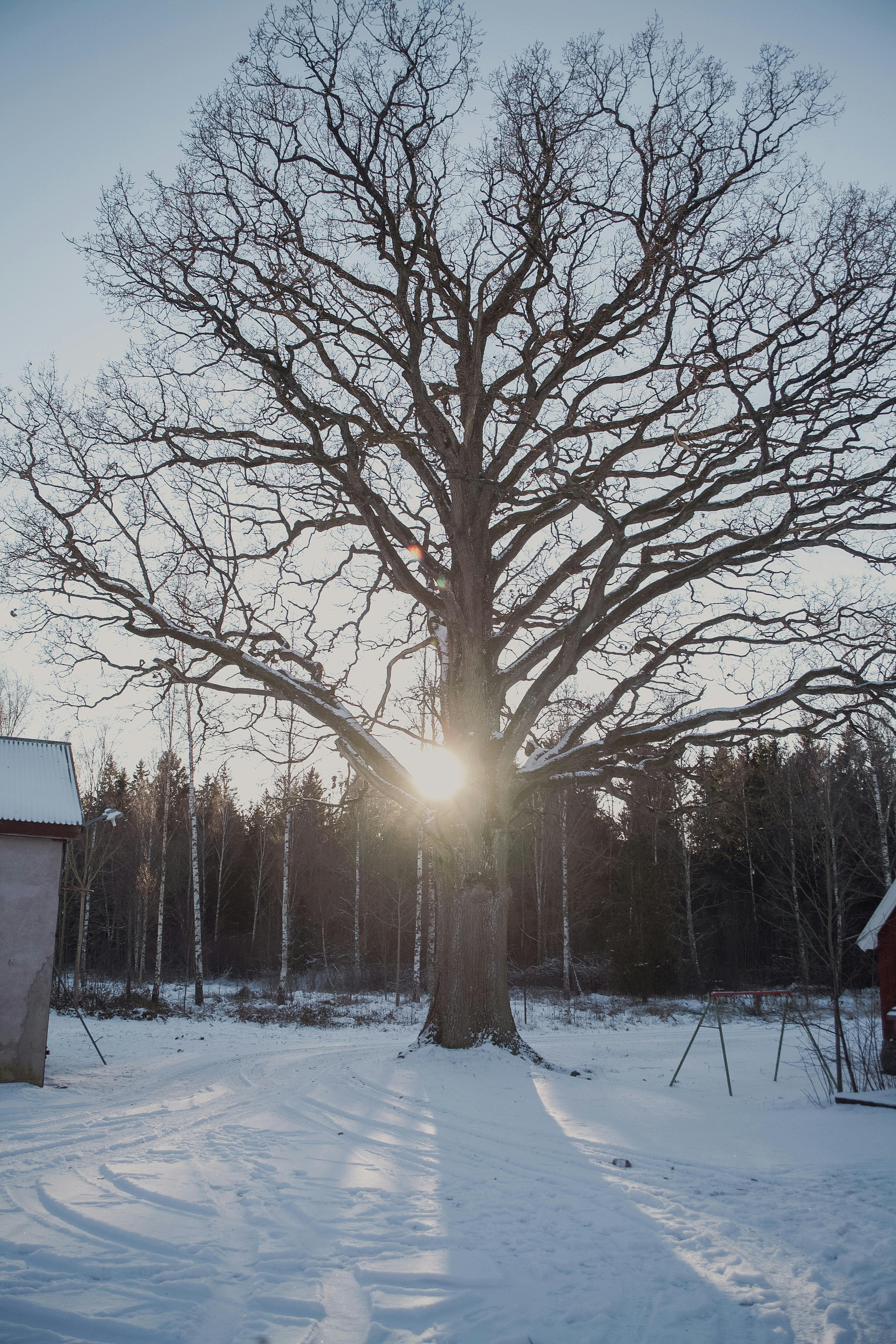 Bare Trees · Free Stock Photo
