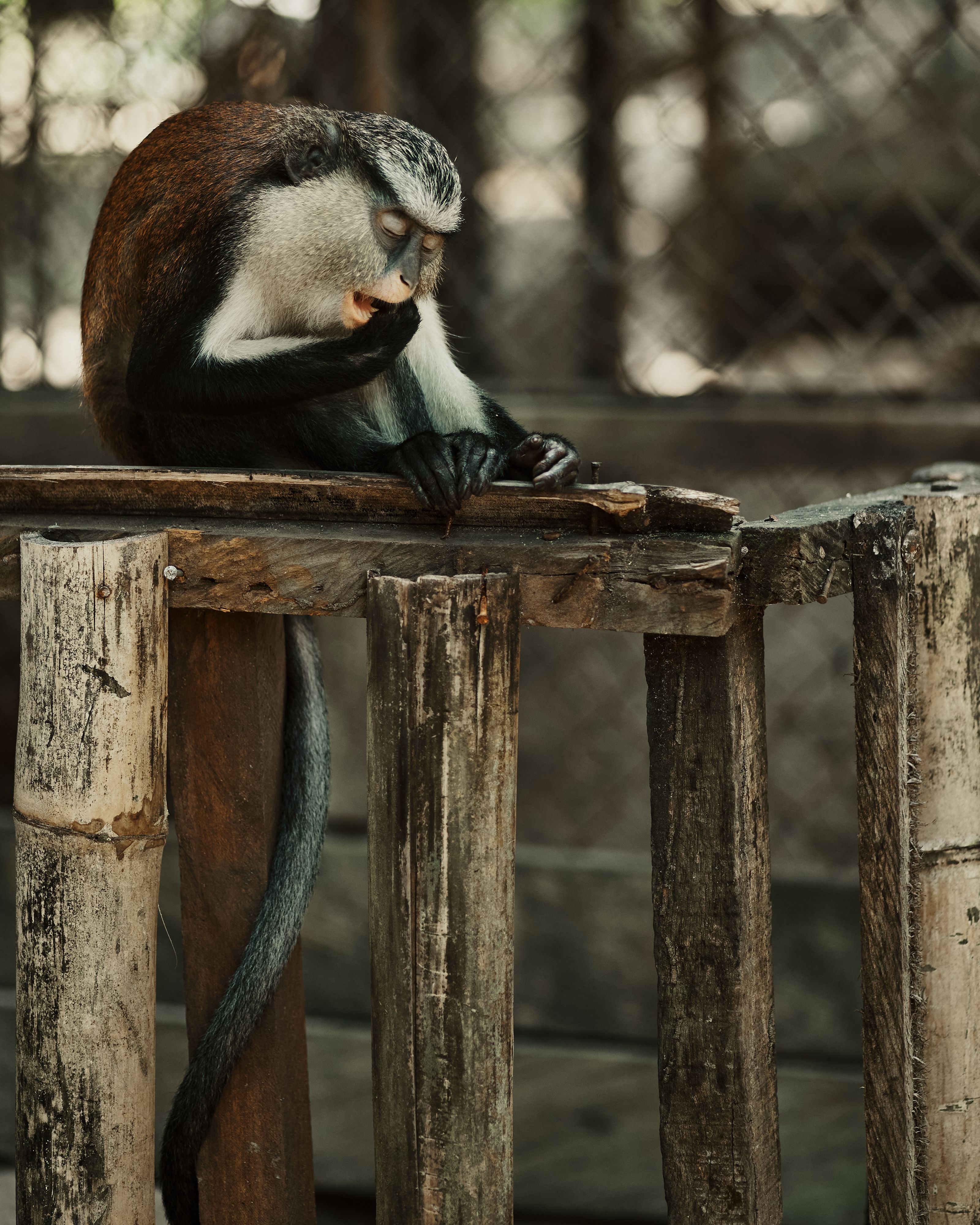 Mona Monkey Photos, Download The BEST Free Mona Monkey Stock Photos ...
