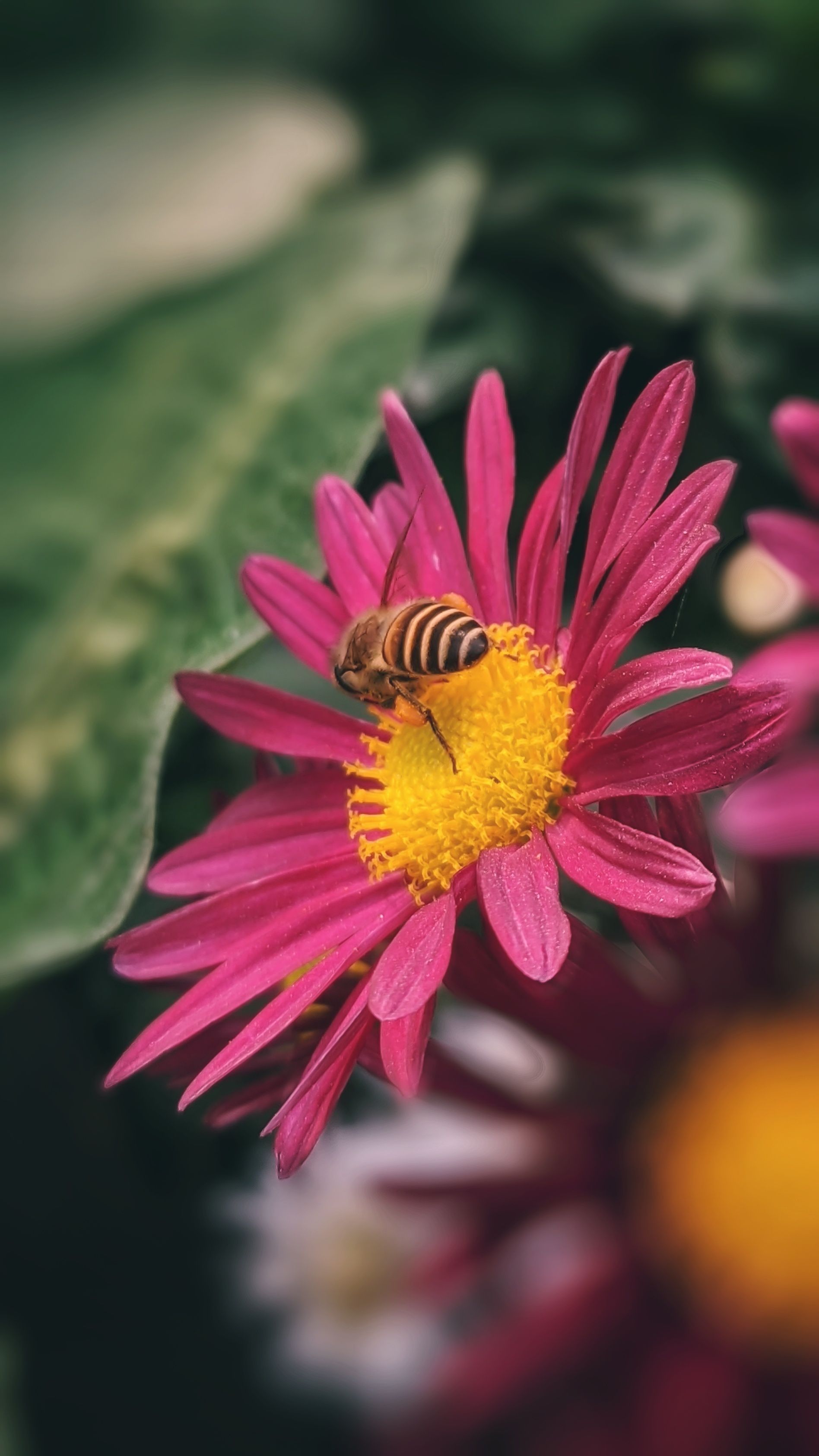 A Bee Perched on Pink Flower · Free Stock Photo
