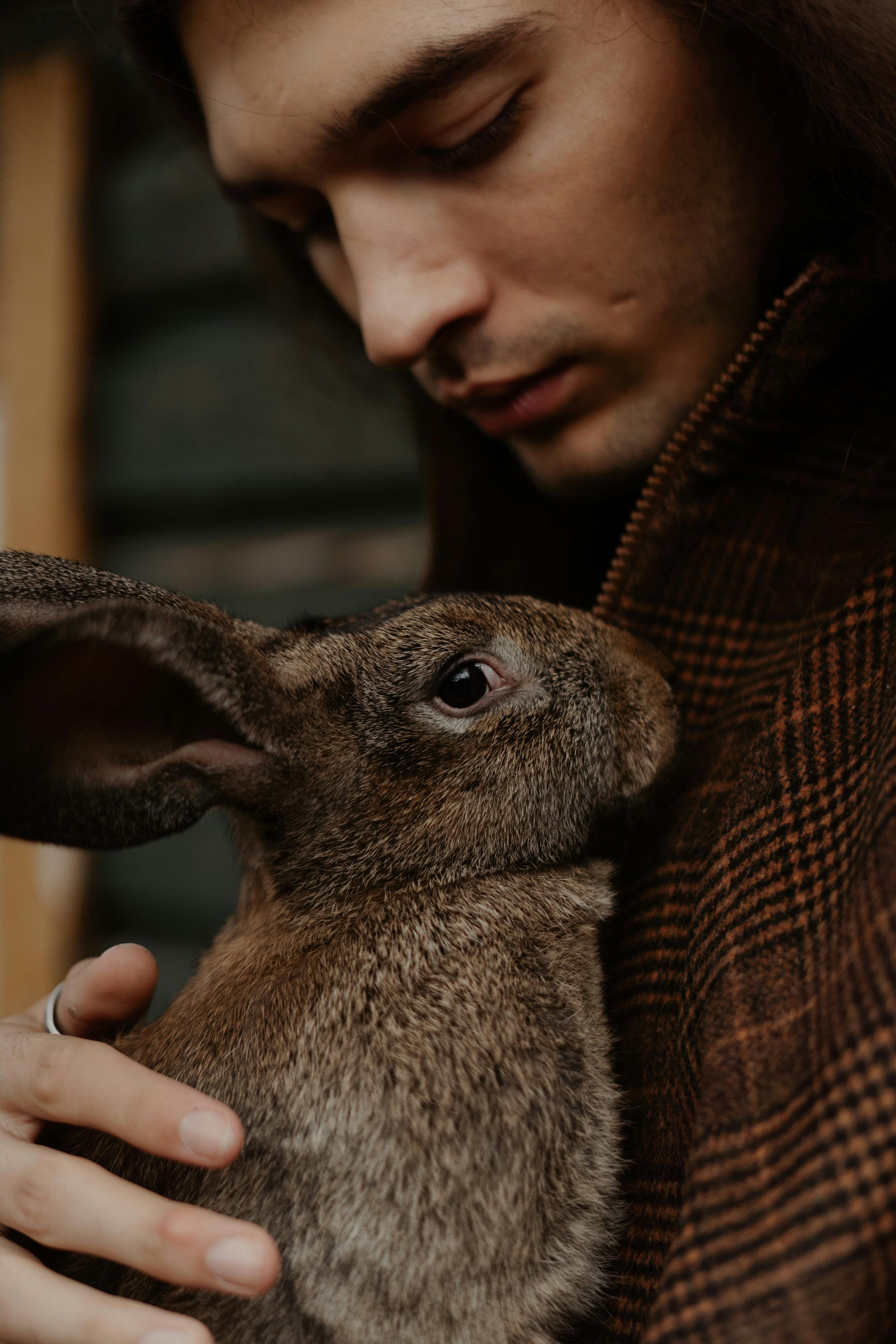 Rabbit Hold Photos, Download The BEST Free Rabbit Hold Stock Photos ...
