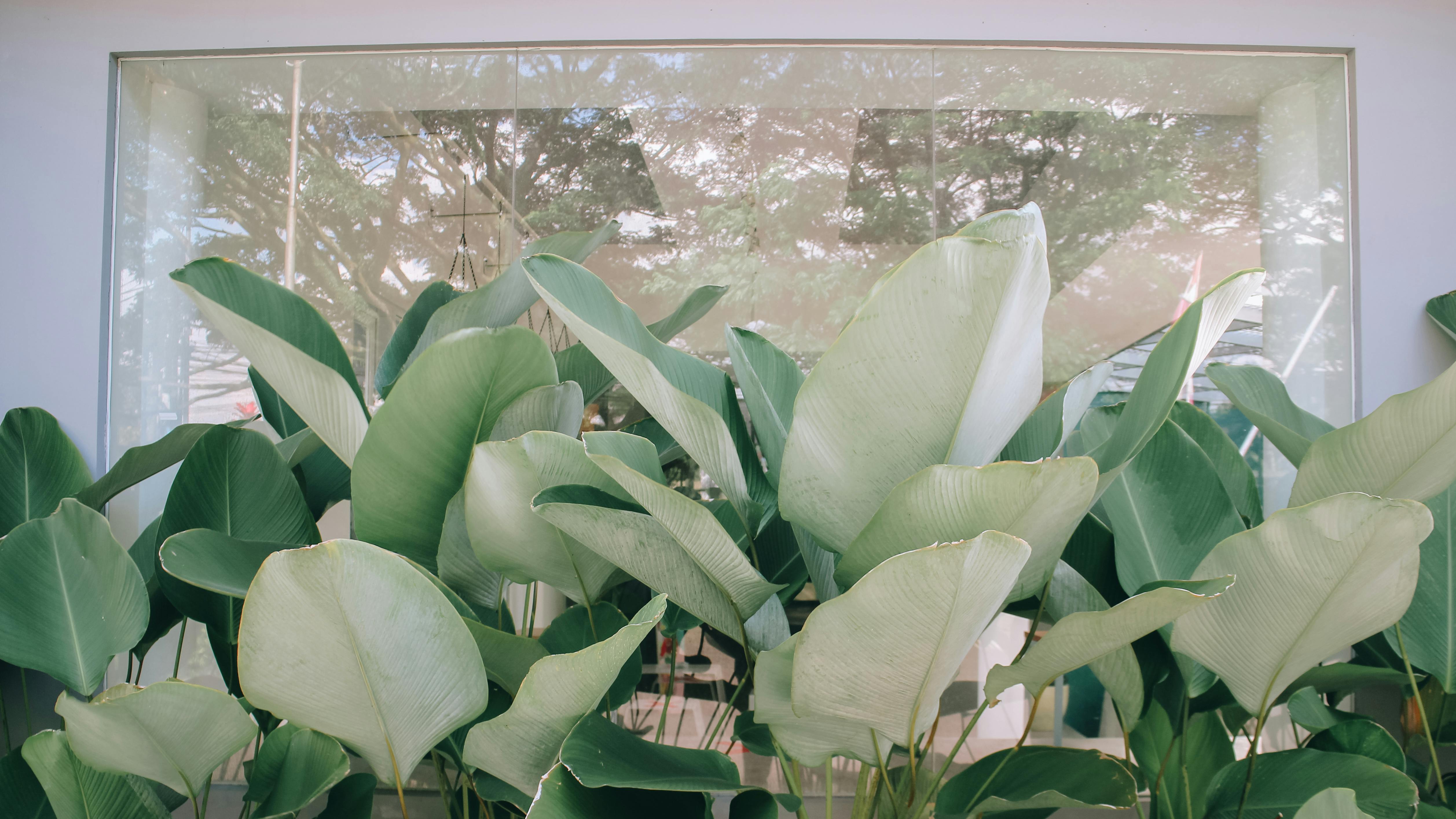 Green Plants Beside a Glass Window · Free Stock Photo