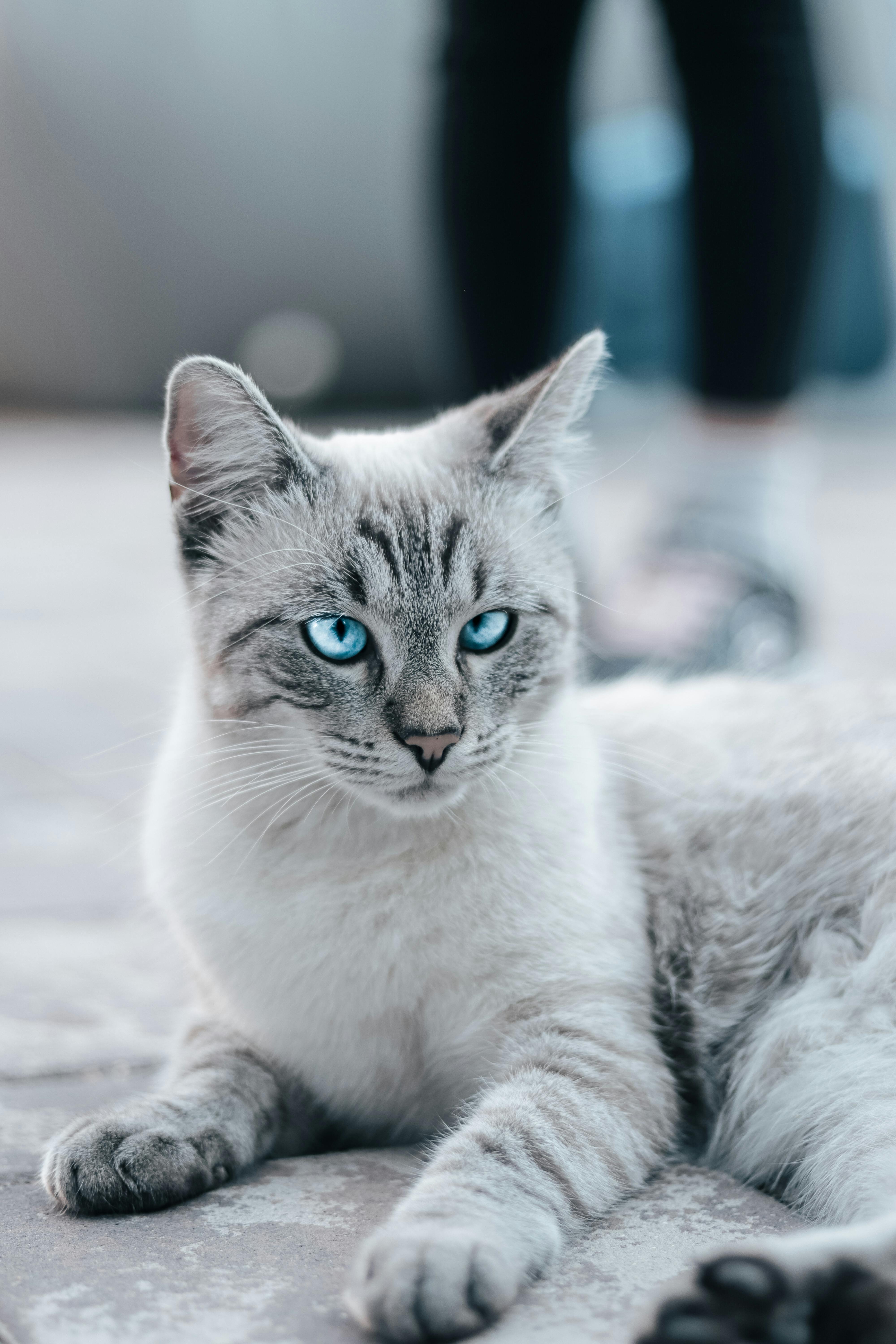 Portrait of Cute Cat · Free Stock Photo