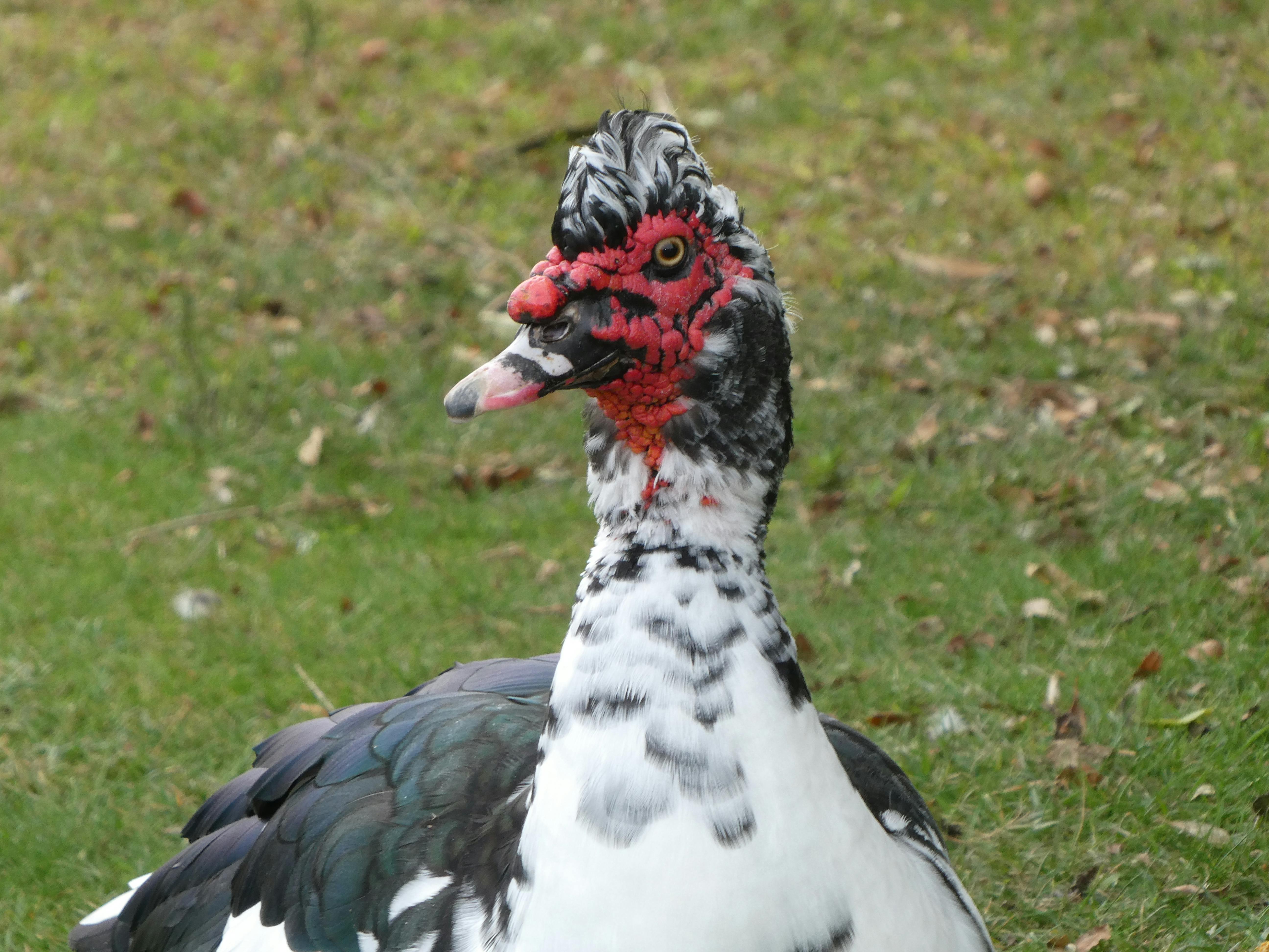 Muscovy Duck Photos, Download The BEST Free Muscovy Duck Stock Photos ...