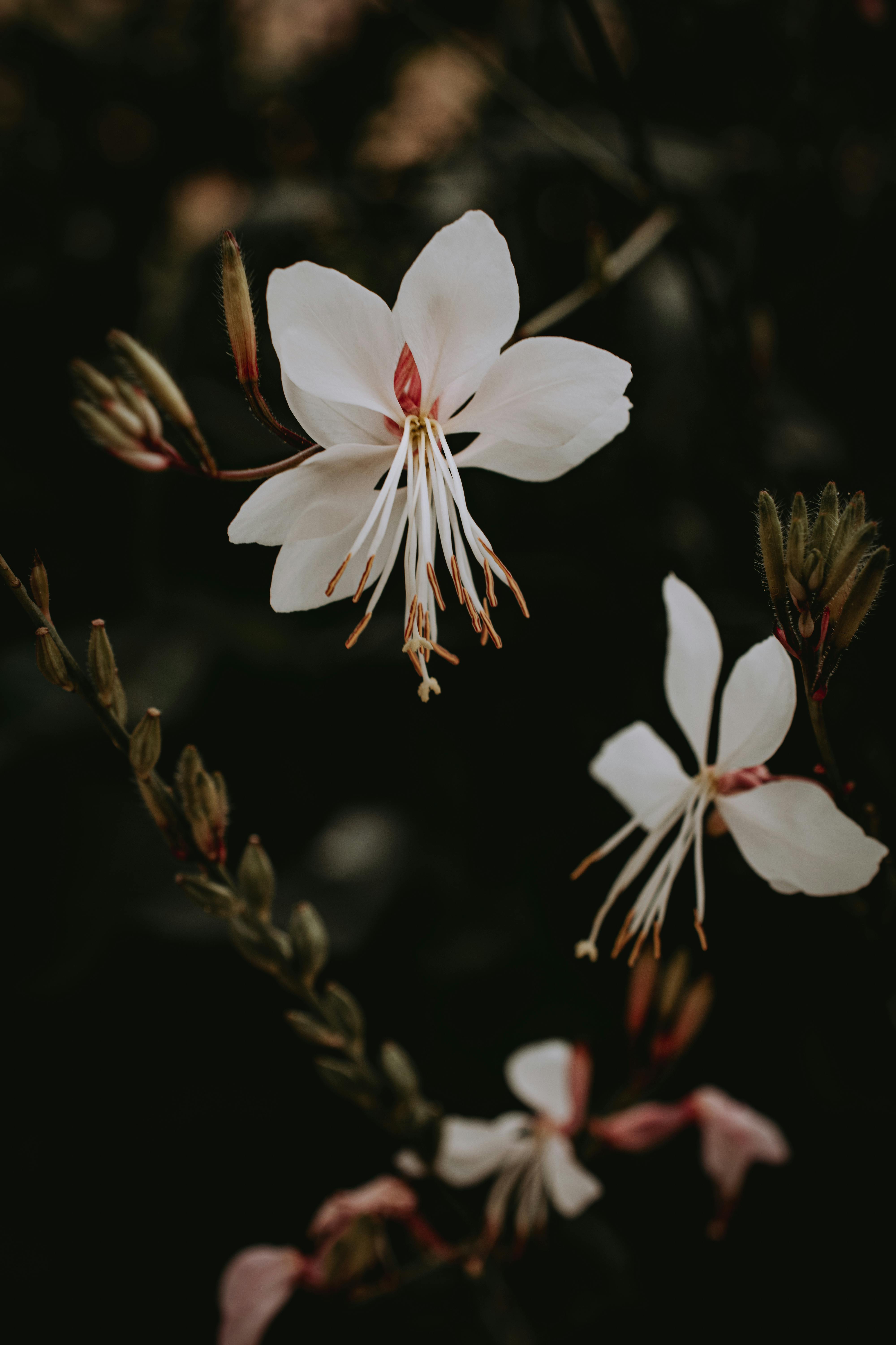 Close Up Photo of White Gaura · Free Stock Photo