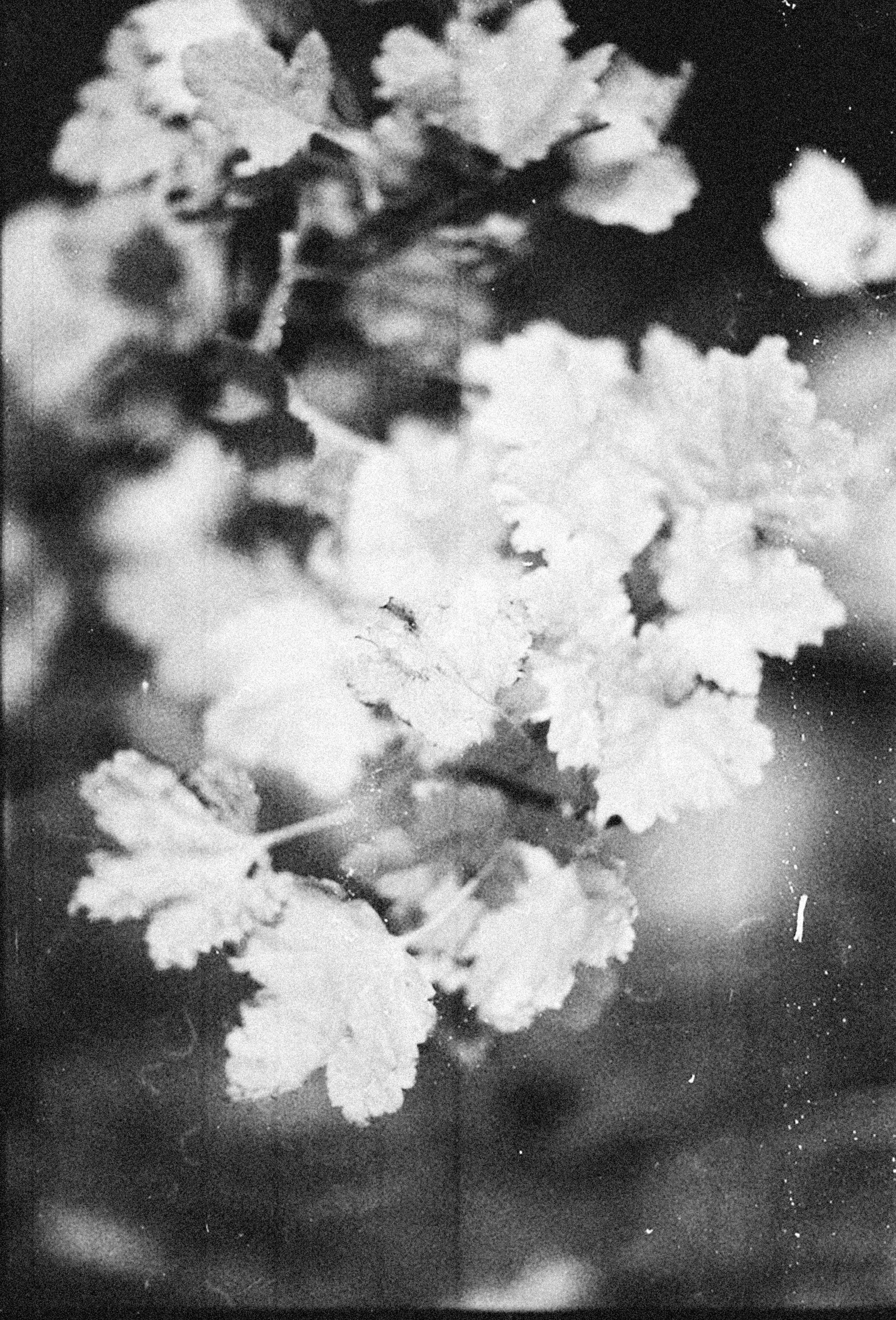 Grayscale Photo of a Plant · Free Stock Photo