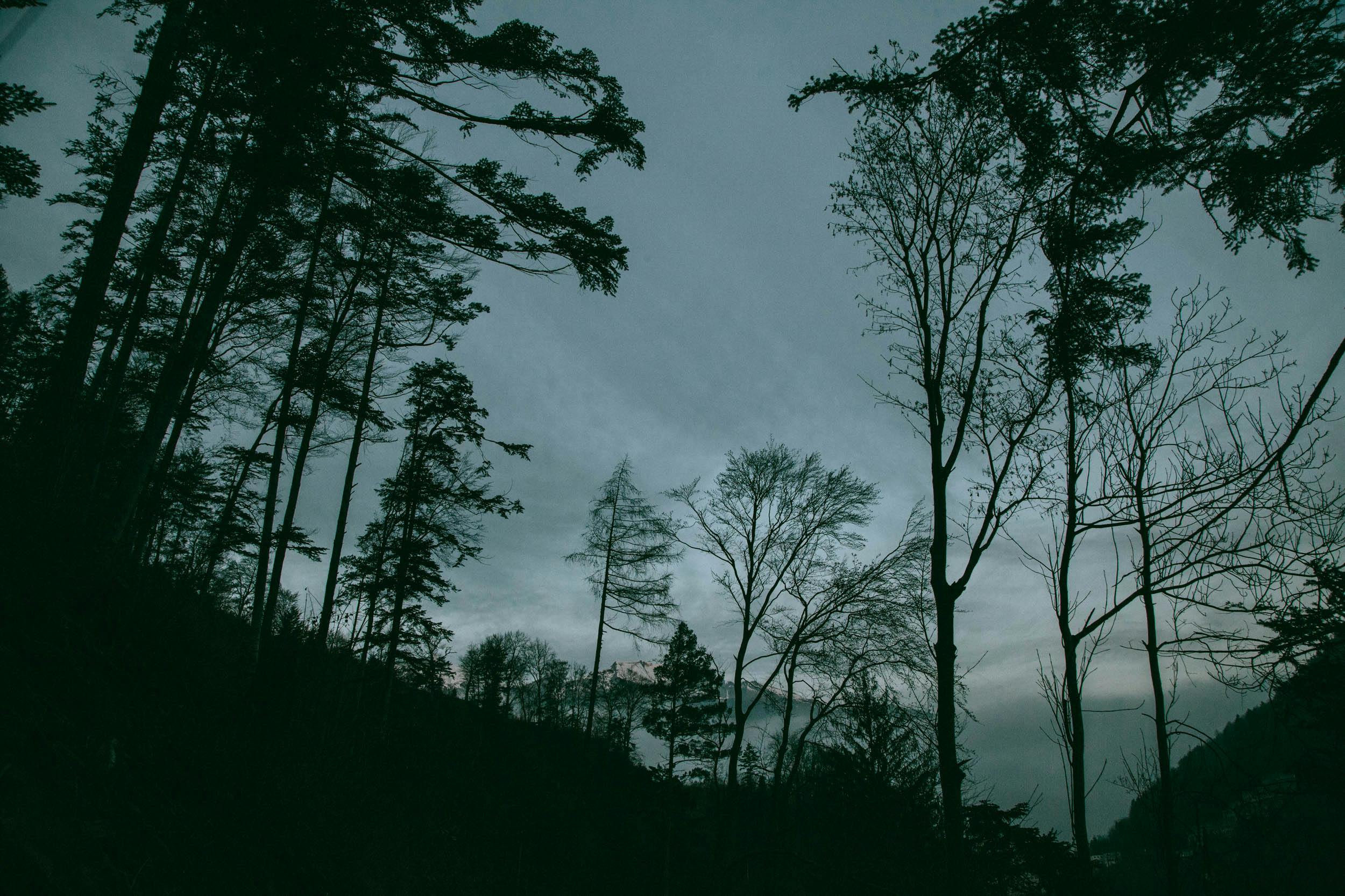 30,000+ Best Deep Forest Photos · 100% Free Download · Pexels Stock Photos