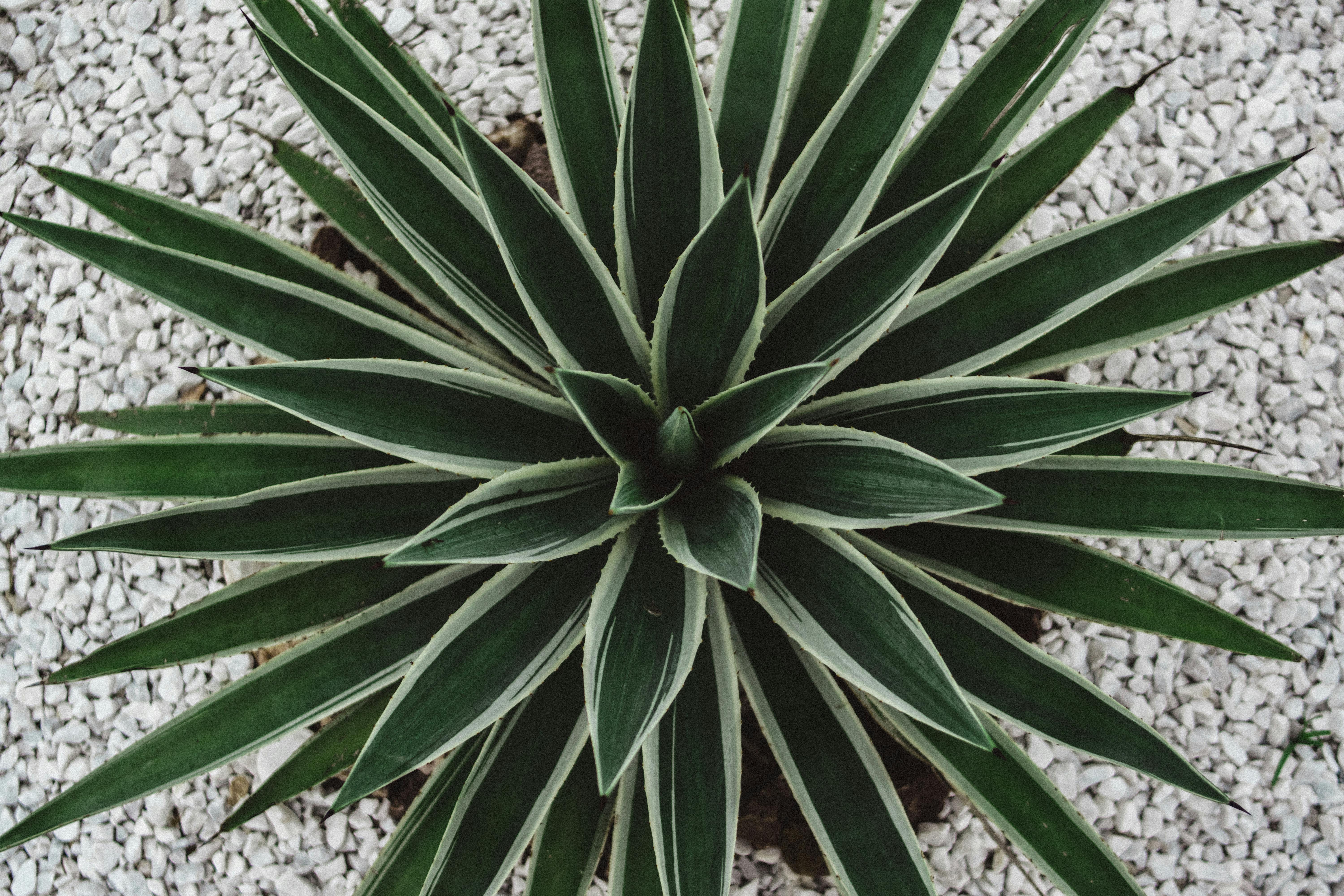 A Close-Up Shot of Agave Angustifolia PLant · Free Stock Photo