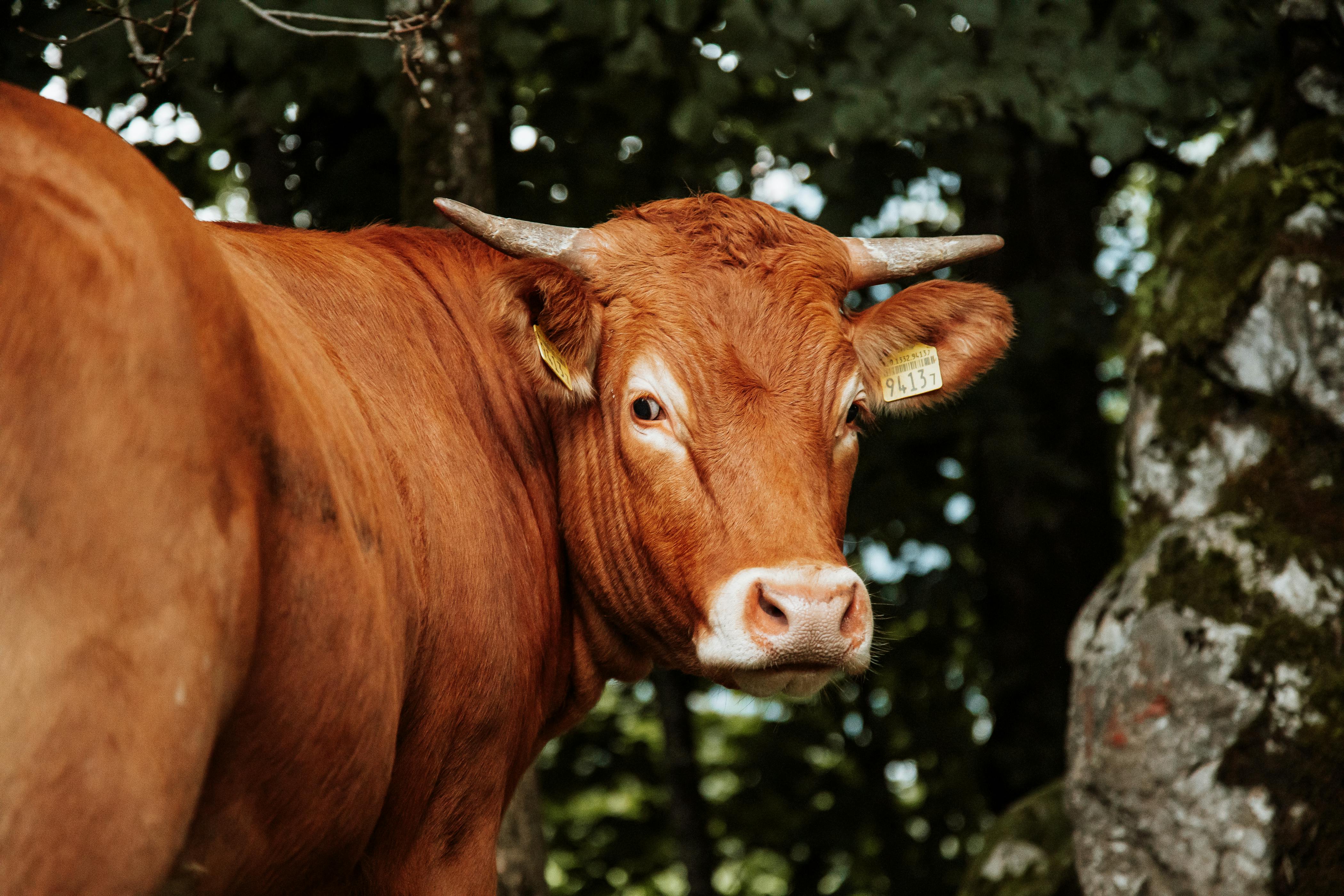 Limousin Photos, Download The BEST Free Limousin Stock Photos & HD Images