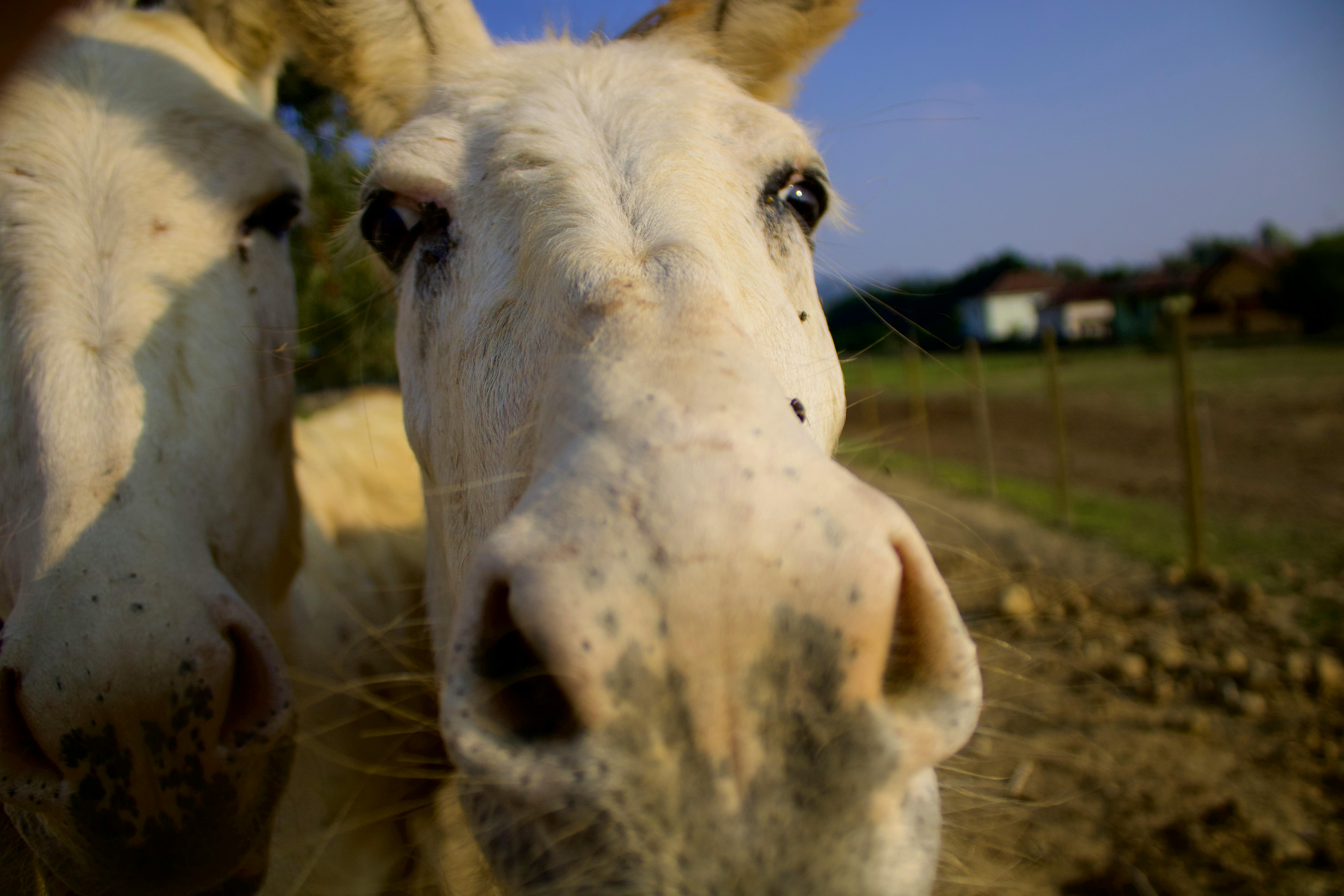 Close Up Mammals Faces Photos, Download The BEST Free Close Up Mammals ...