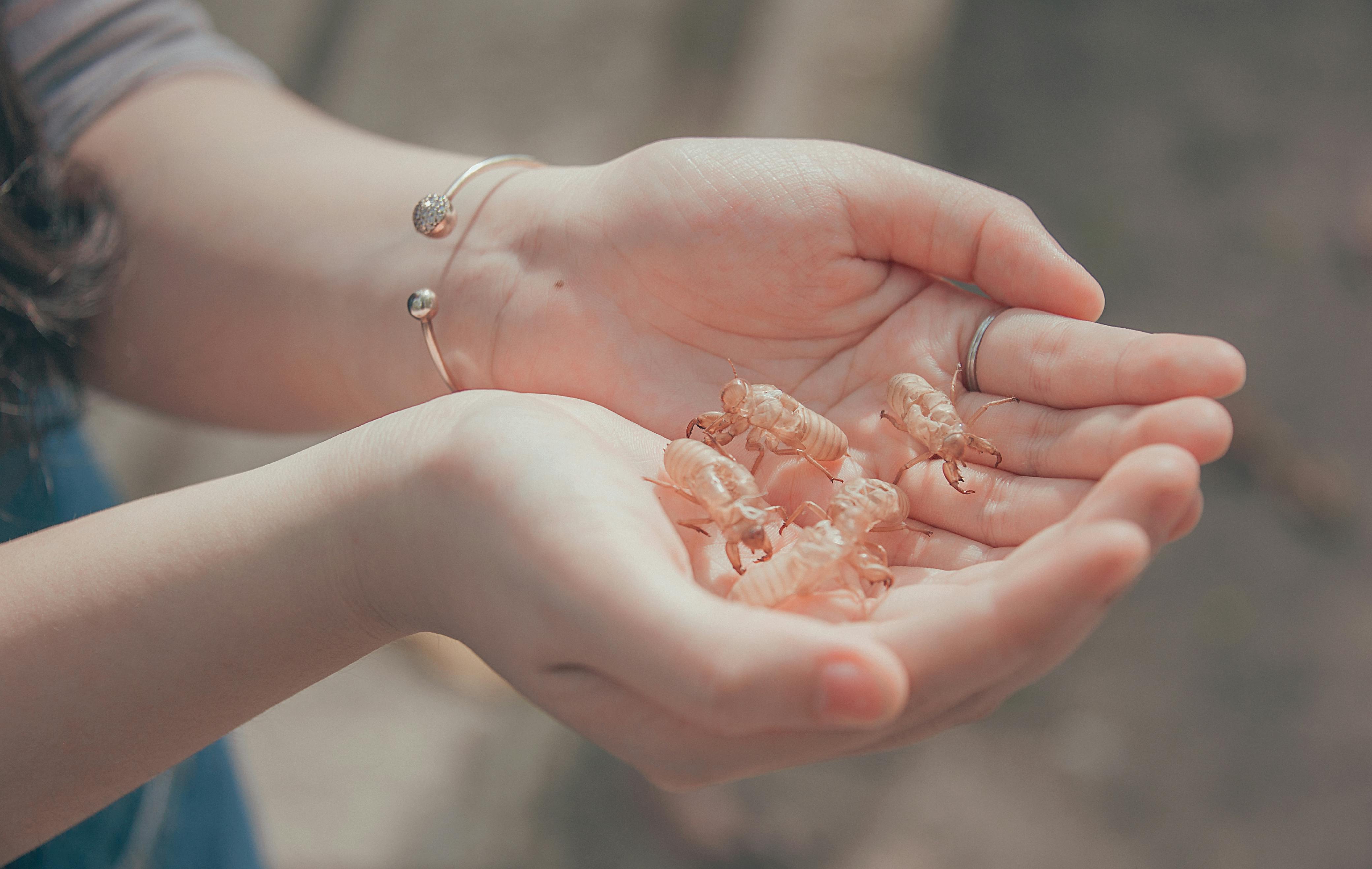 Insect Exoskeletons Photos, Download The BEST Free Insect Exoskeletons ...