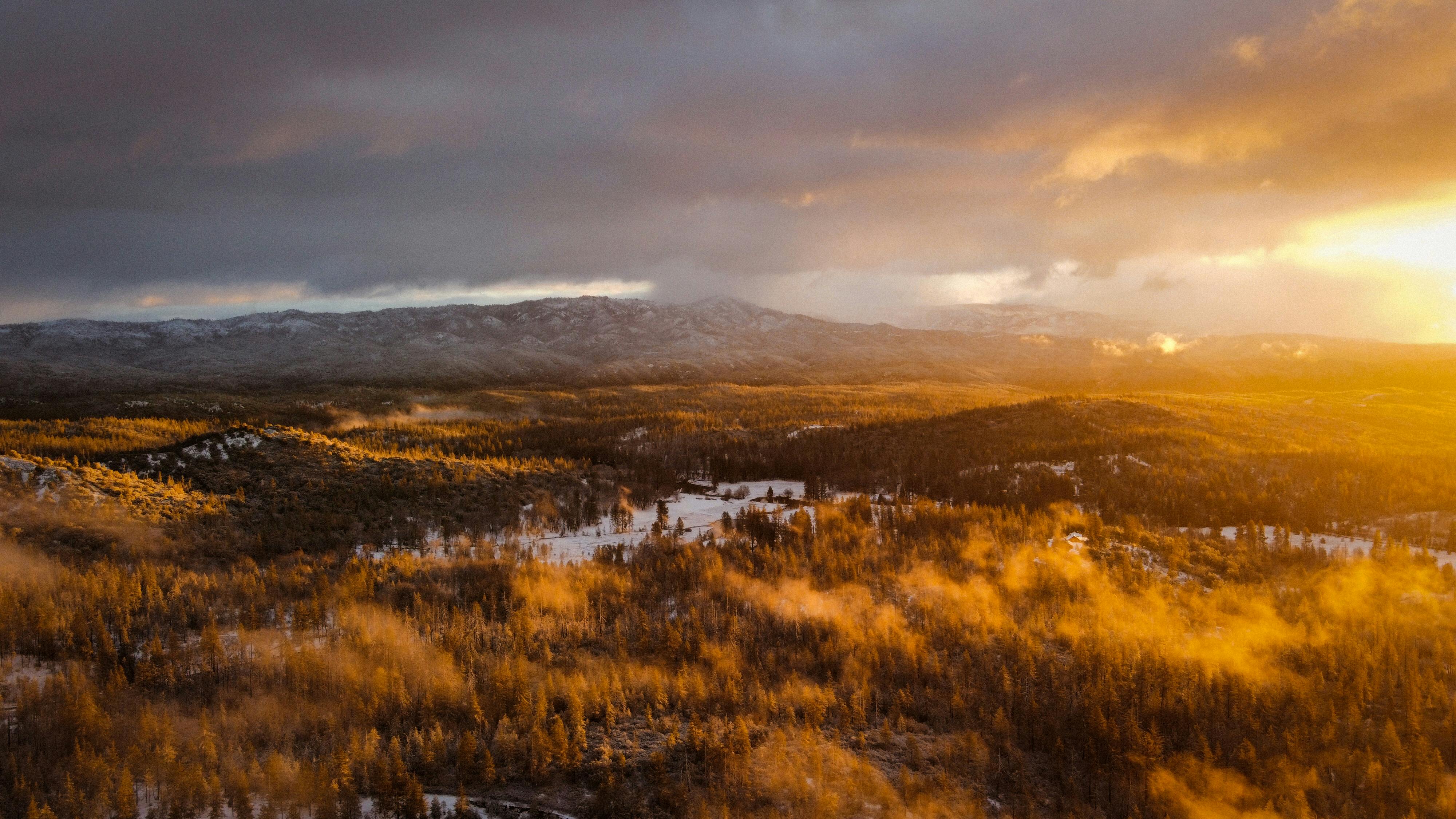 An Aerial Shot of a Forest during the Golden Hour · Free Stock Photo