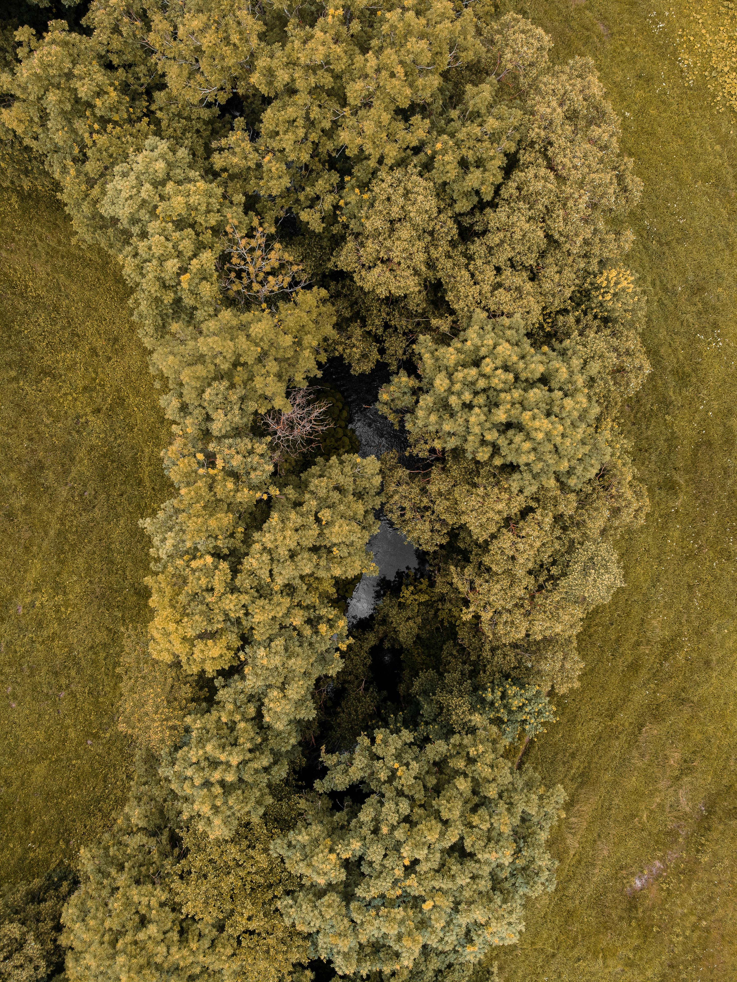 Bird's Eye View of Green Trees · Free Stock Photo