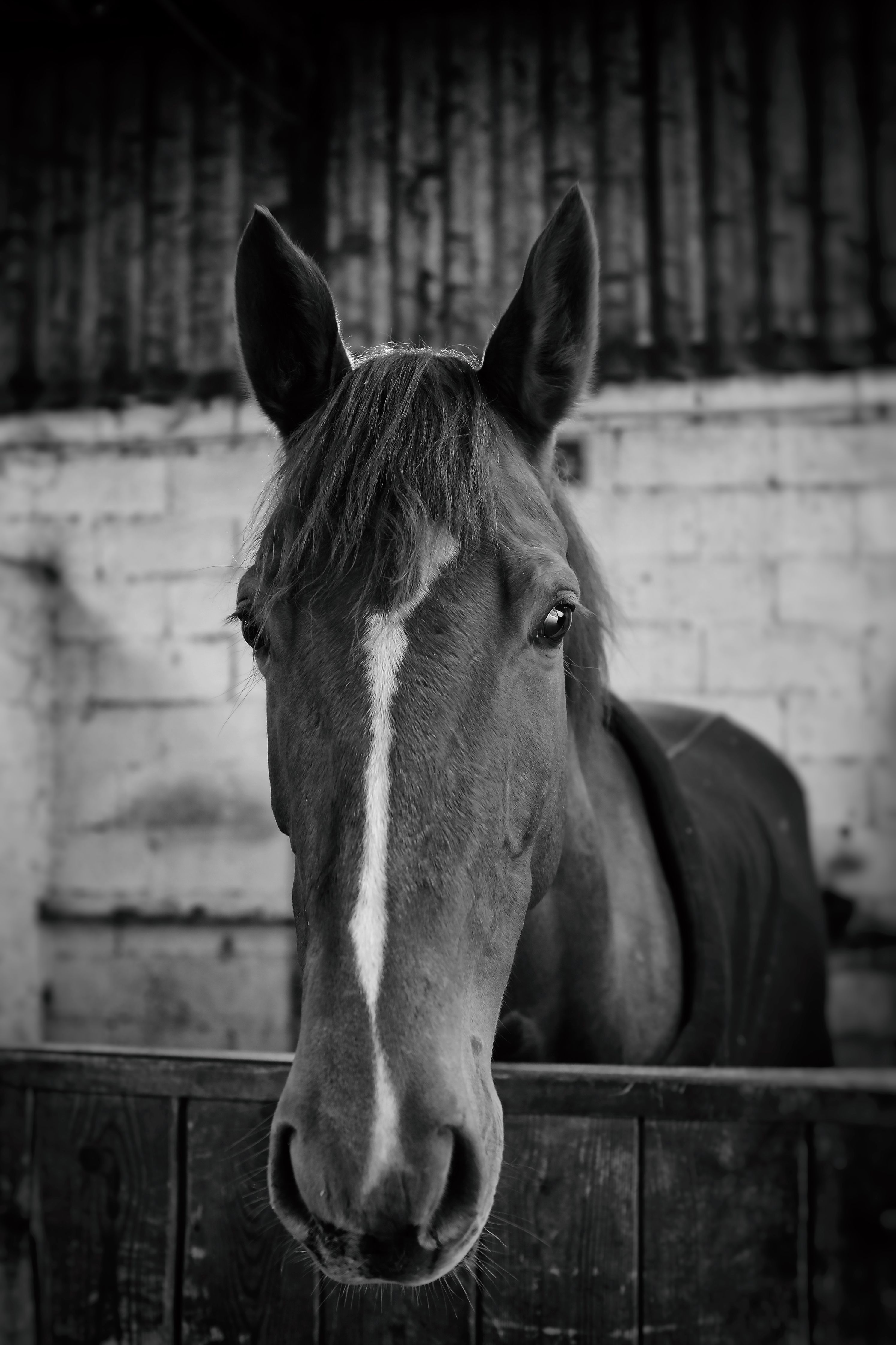 Grayscale Photo of Horse in the Stable · Free Stock Photo