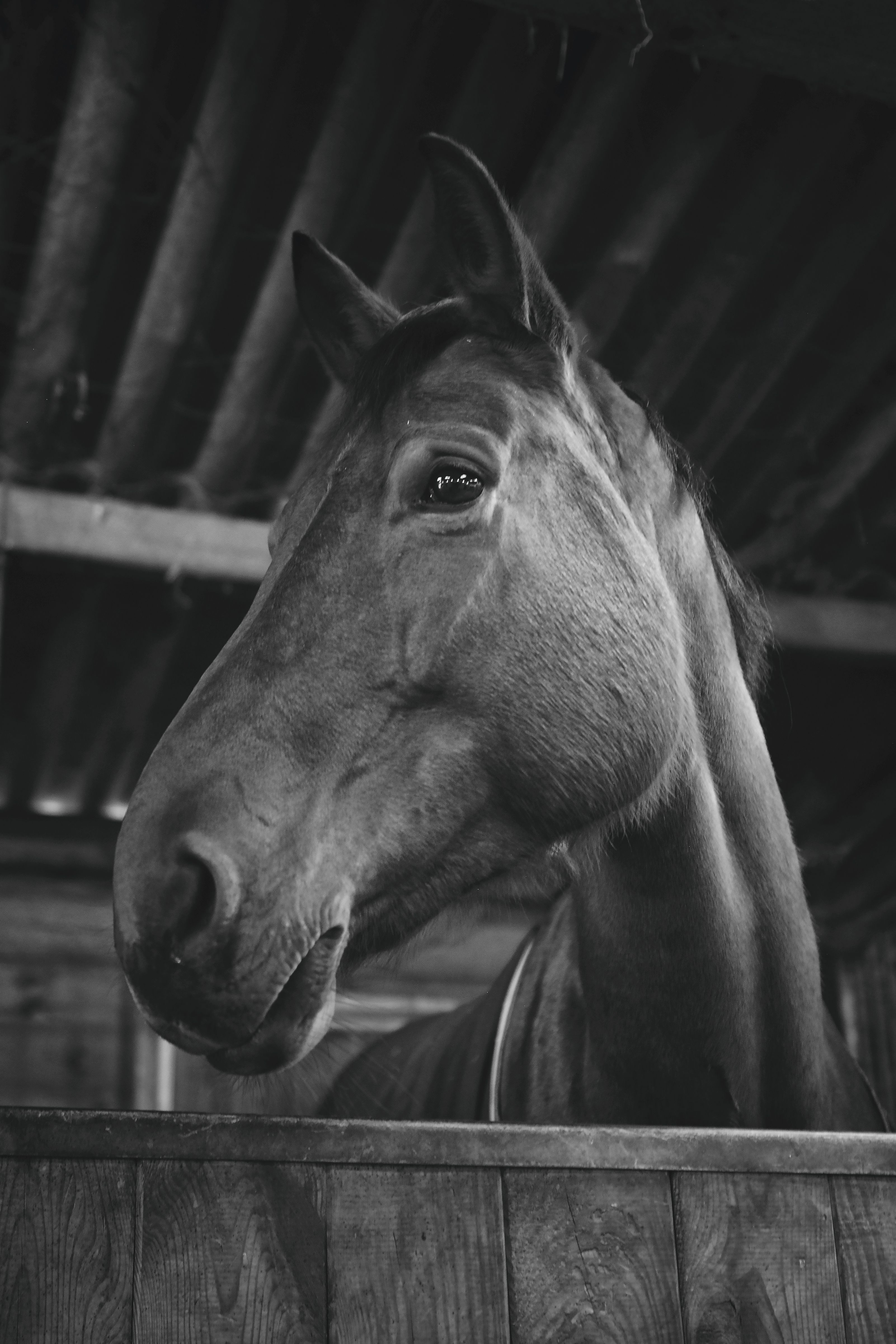 Grayscale Photo of a Horse · Free Stock Photo