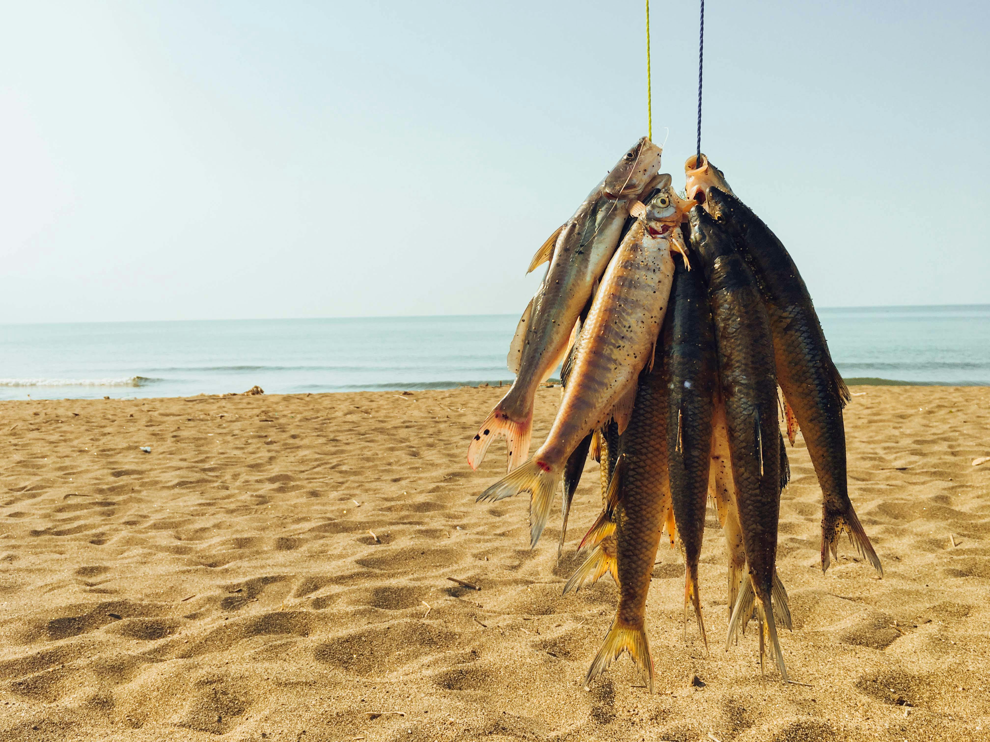 Fishes Hanging on the String · Free Stock Photo