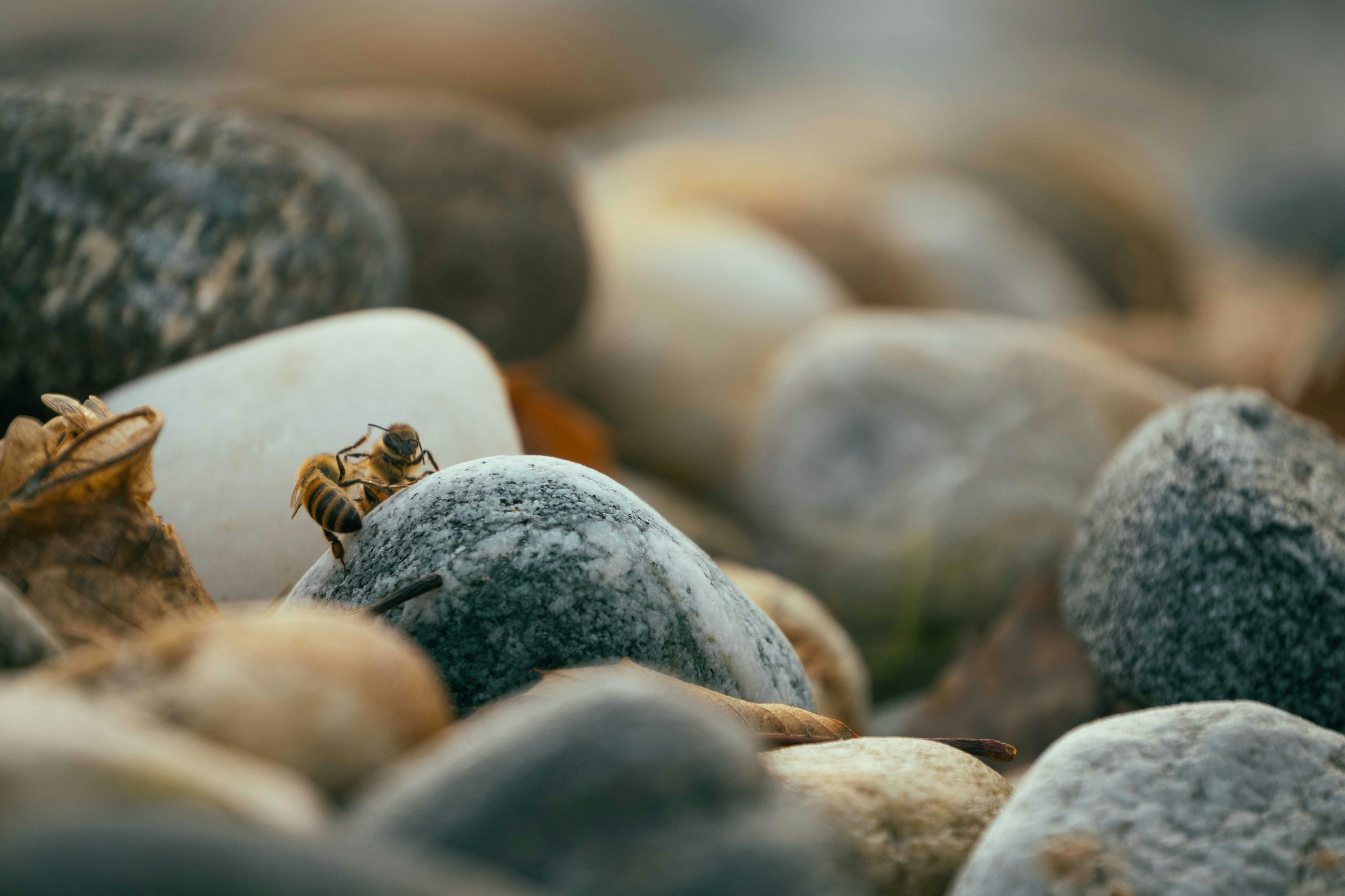 Honey Bees on Pebbles · Free Stock Photo
