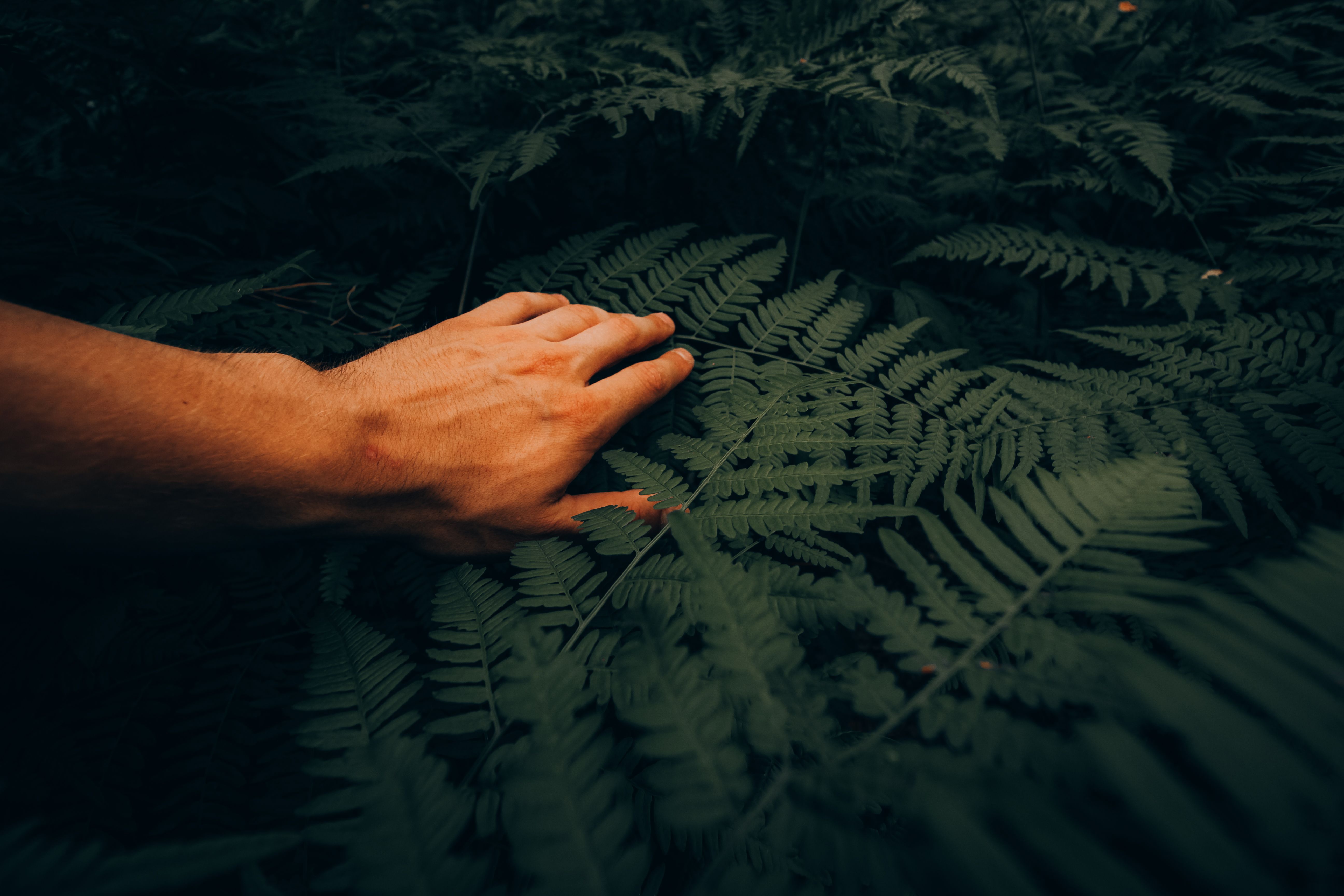 A Person Holding a Fern Plant · Free Stock Photo