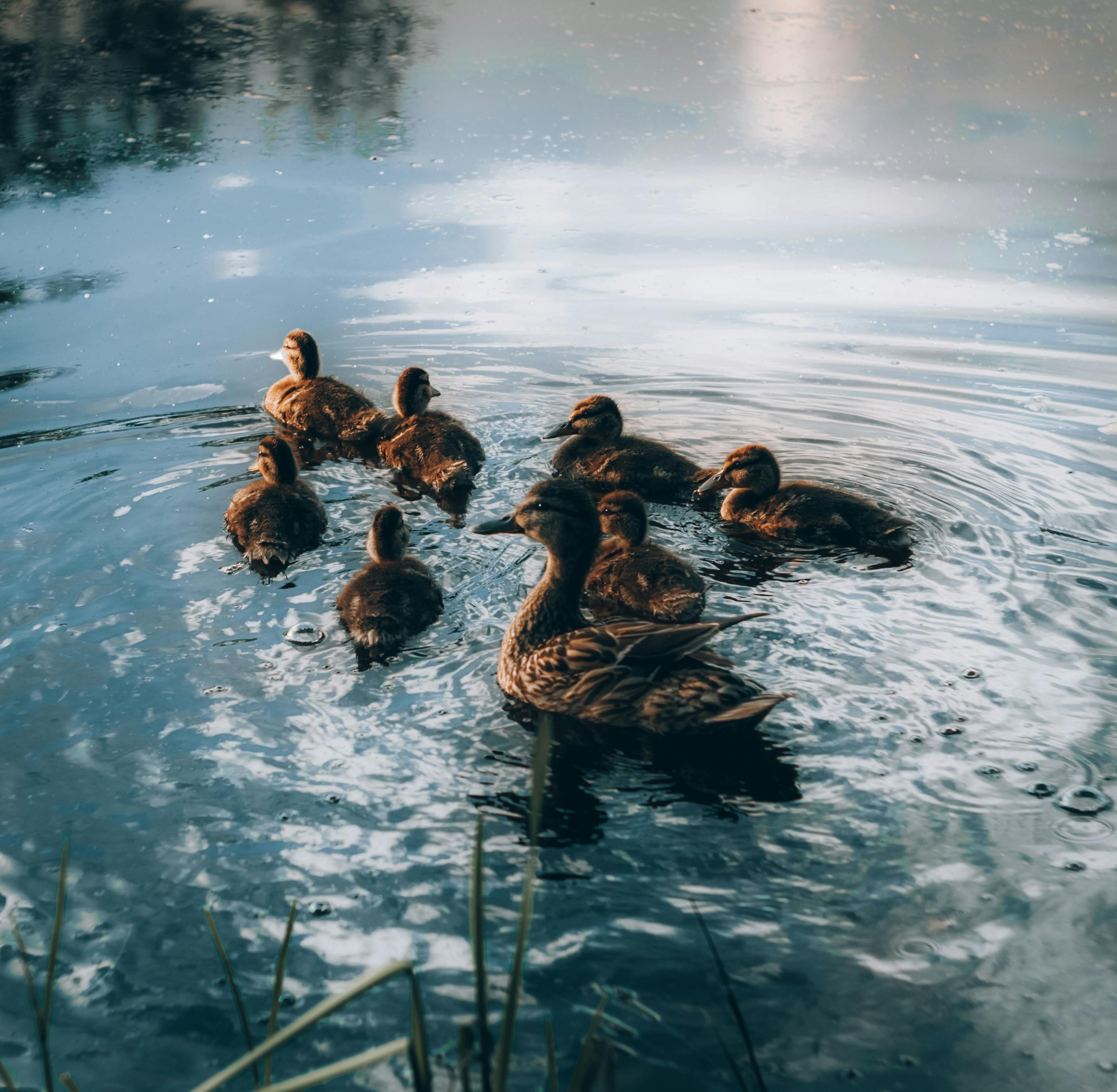 White Ducks Floating on the Water · Free Stock Photo