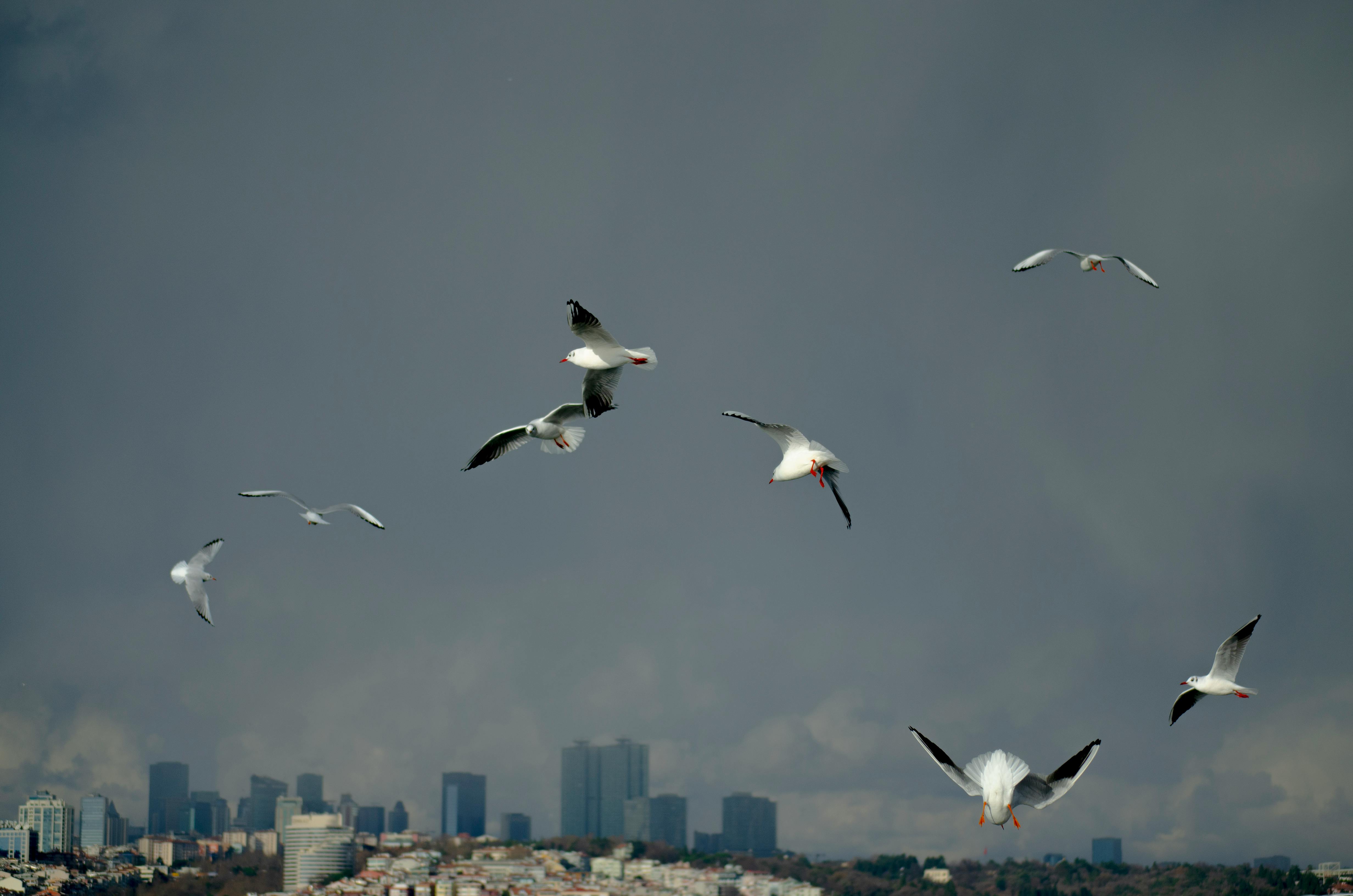 White and Black Birds Flying over City Buildings · Free Stock Photo