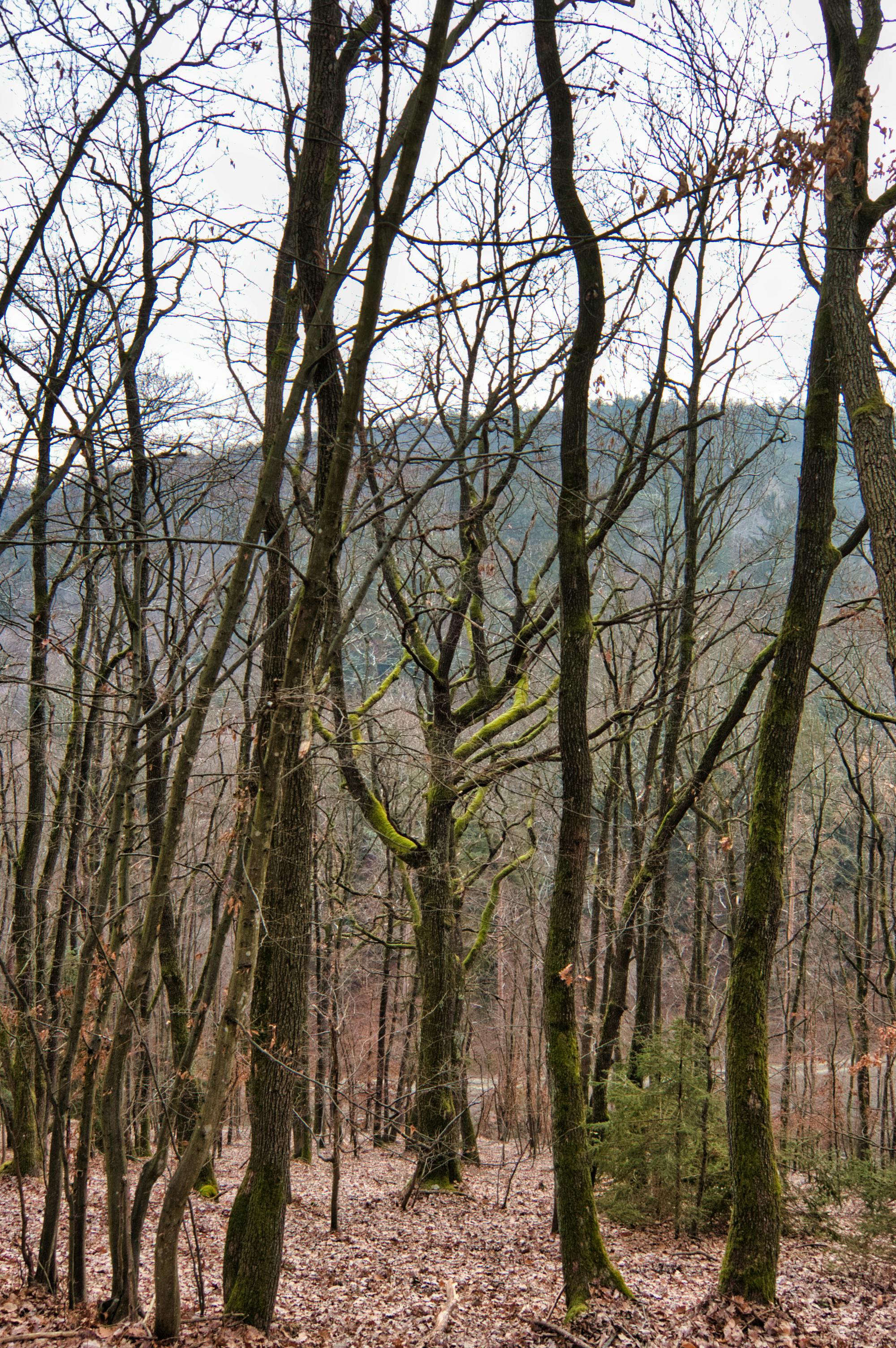 Eastern Austria Photos, Download The BEST Free Eastern Austria Stock ...