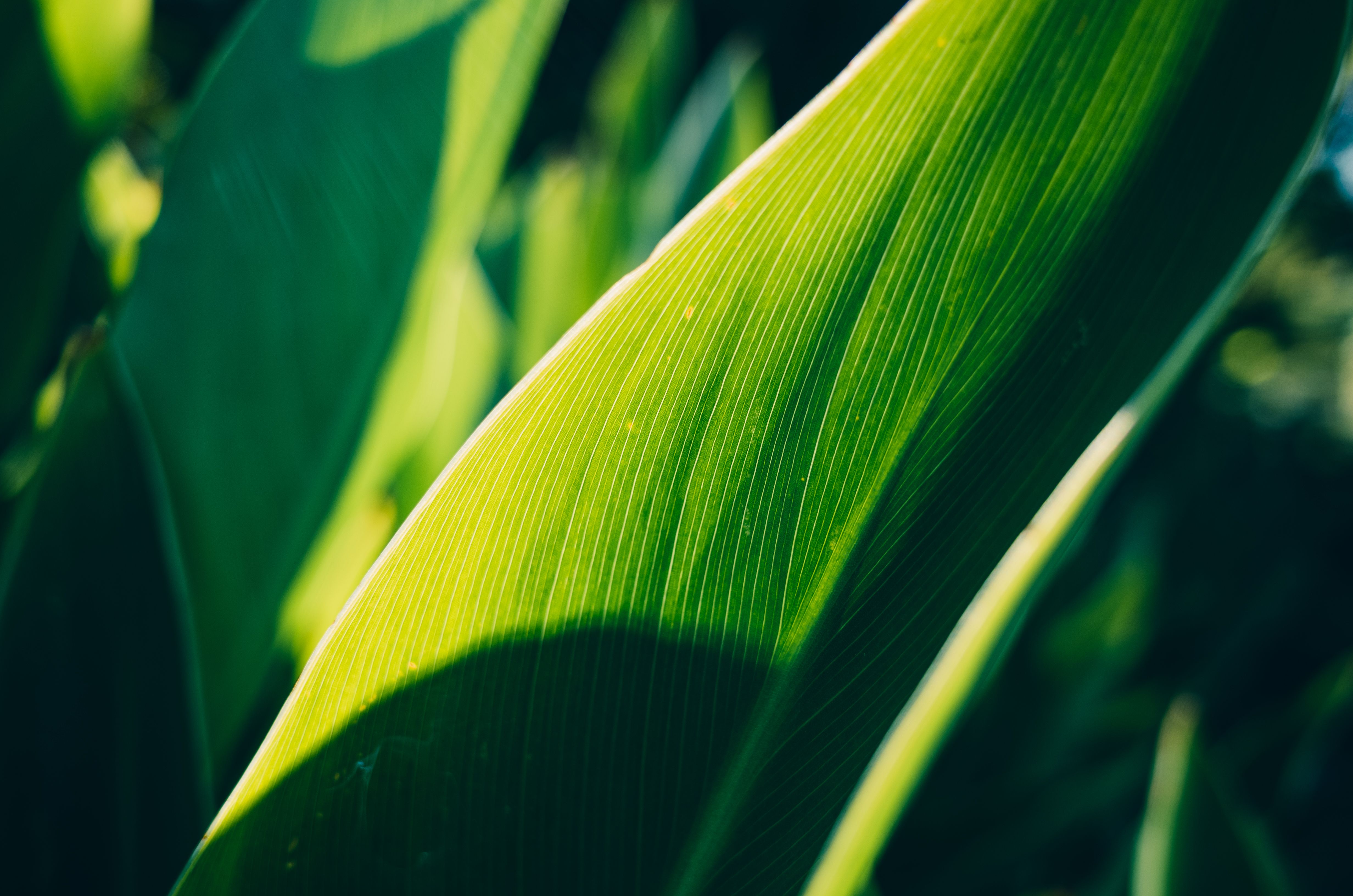Green Flat Oblong Leaf Plant on Close Up Photography · Free Stock Photo