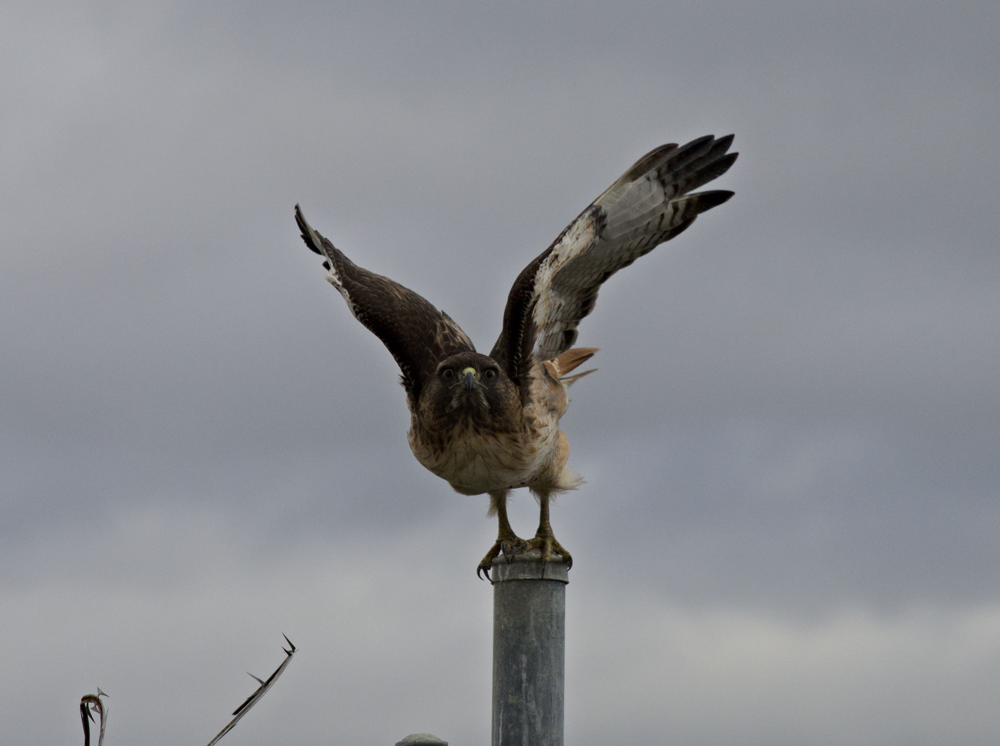 Bird Flying · Free Stock Photo