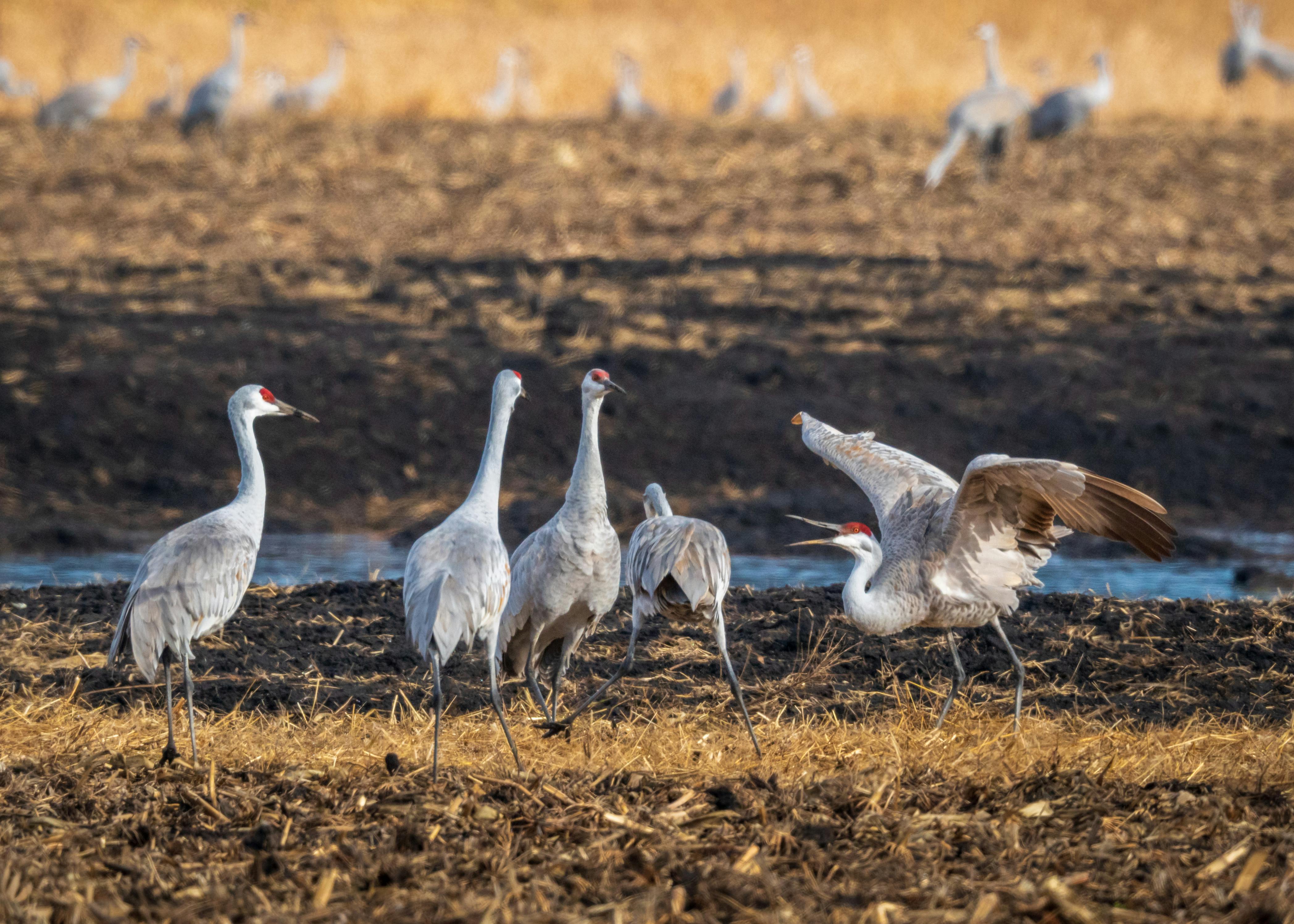 Flock of Birds on Brown Grass Field · Free Stock Photo