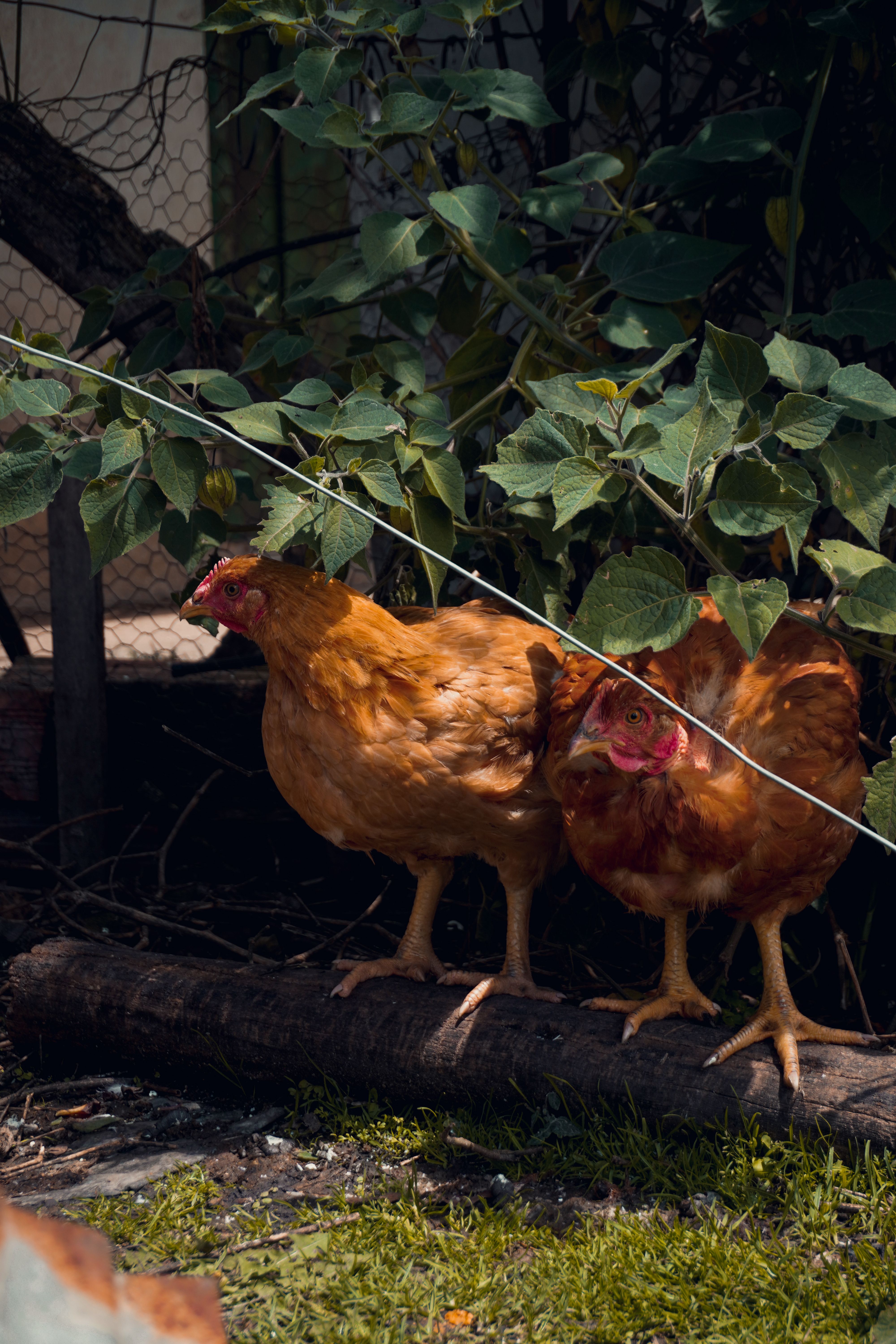 Foto de stock gratuita sobre animal, gallinas, ganado, granja, pájaro ...