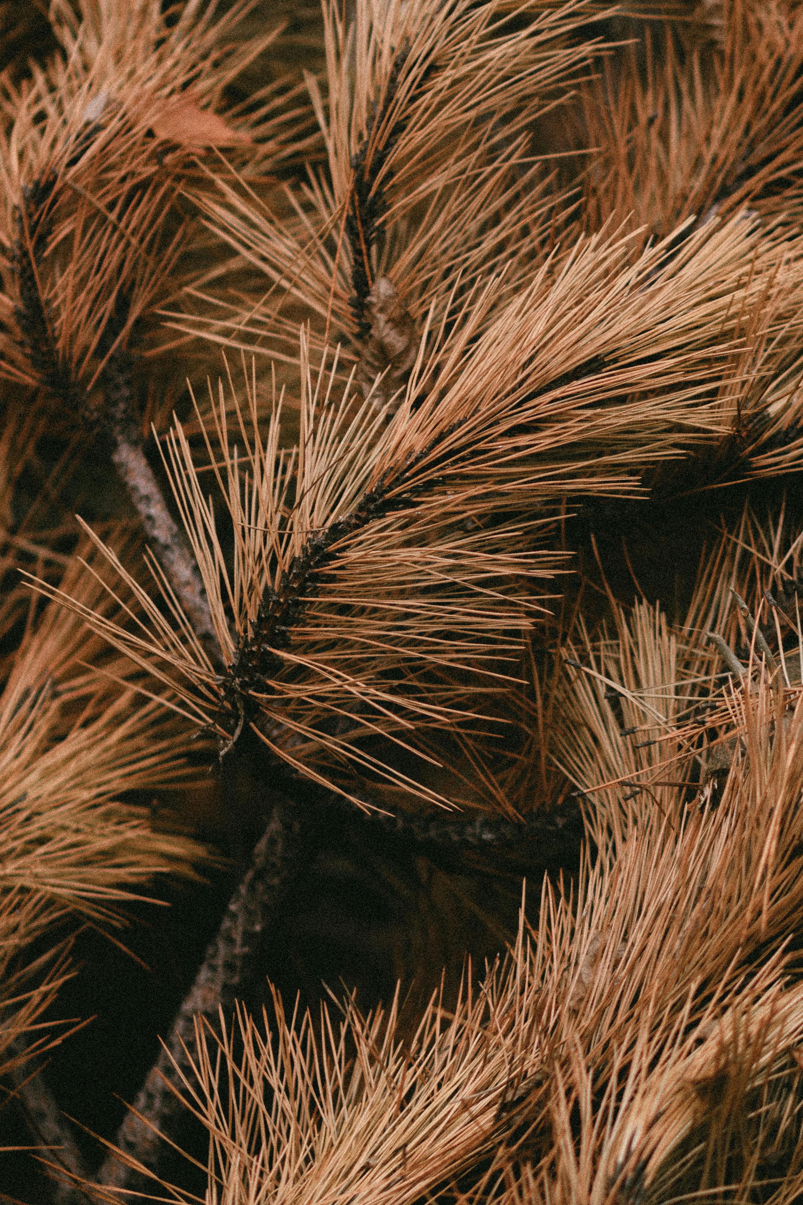 Close-up View of Tree Needles · Free Stock Photo