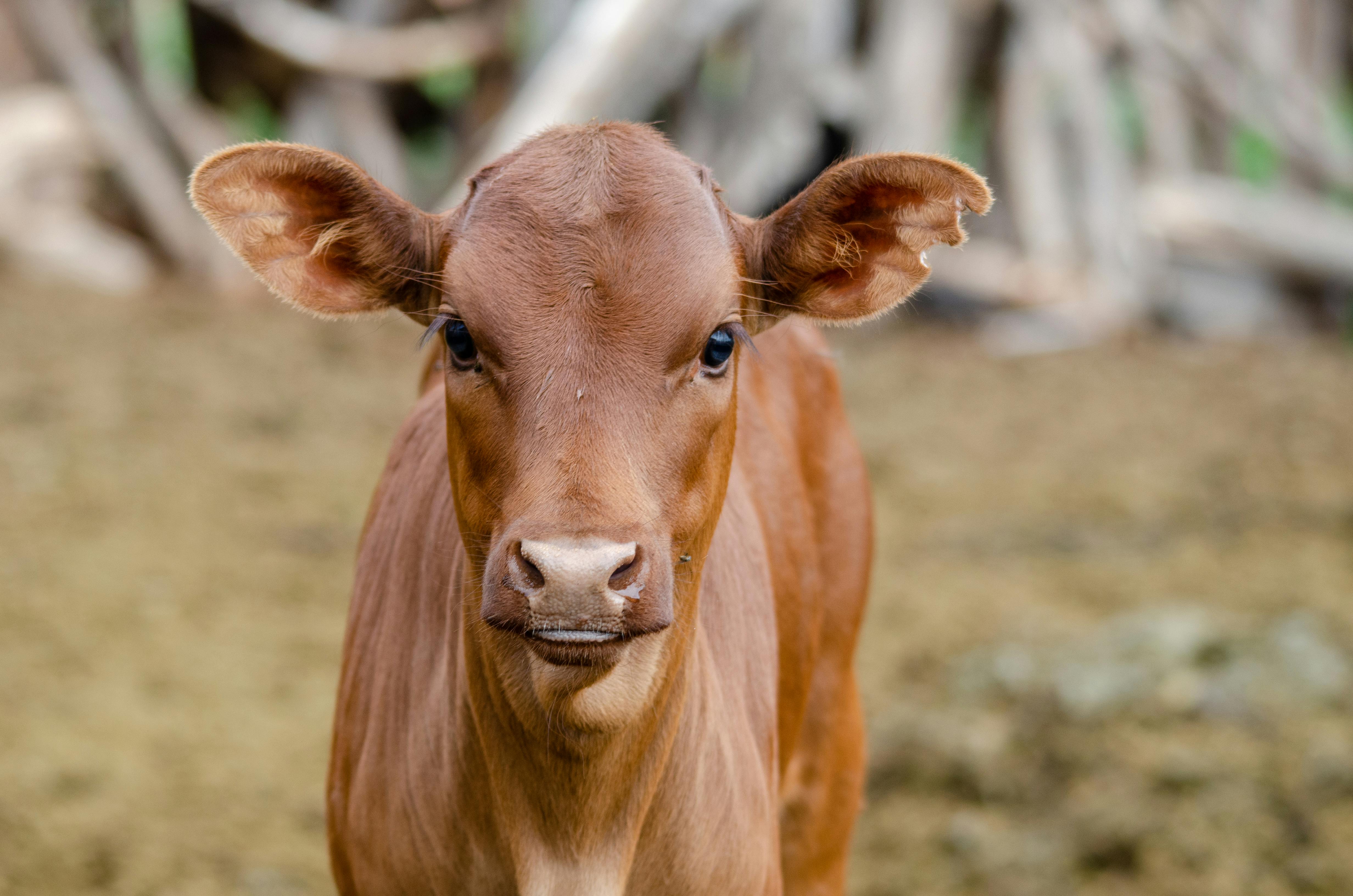 Cow With Background Photos, Download The BEST Free Cow With Background ...