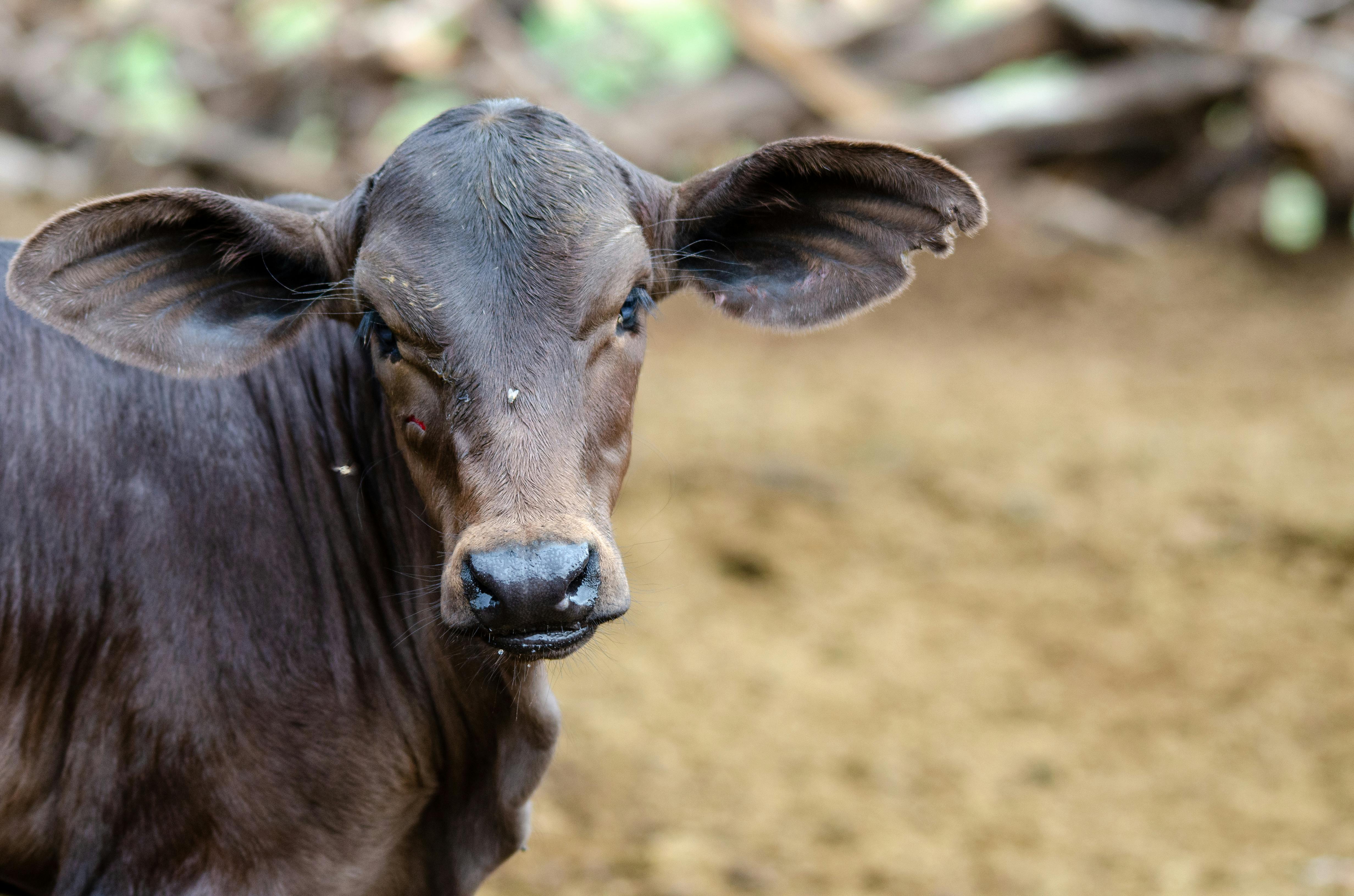 A Herd of Brown and White Cows Ling on Ground · Free Stock Photo