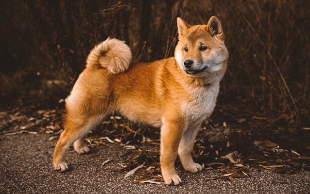 Shiba Inu Growth Stages: How Big Do Shiba Inus Get?