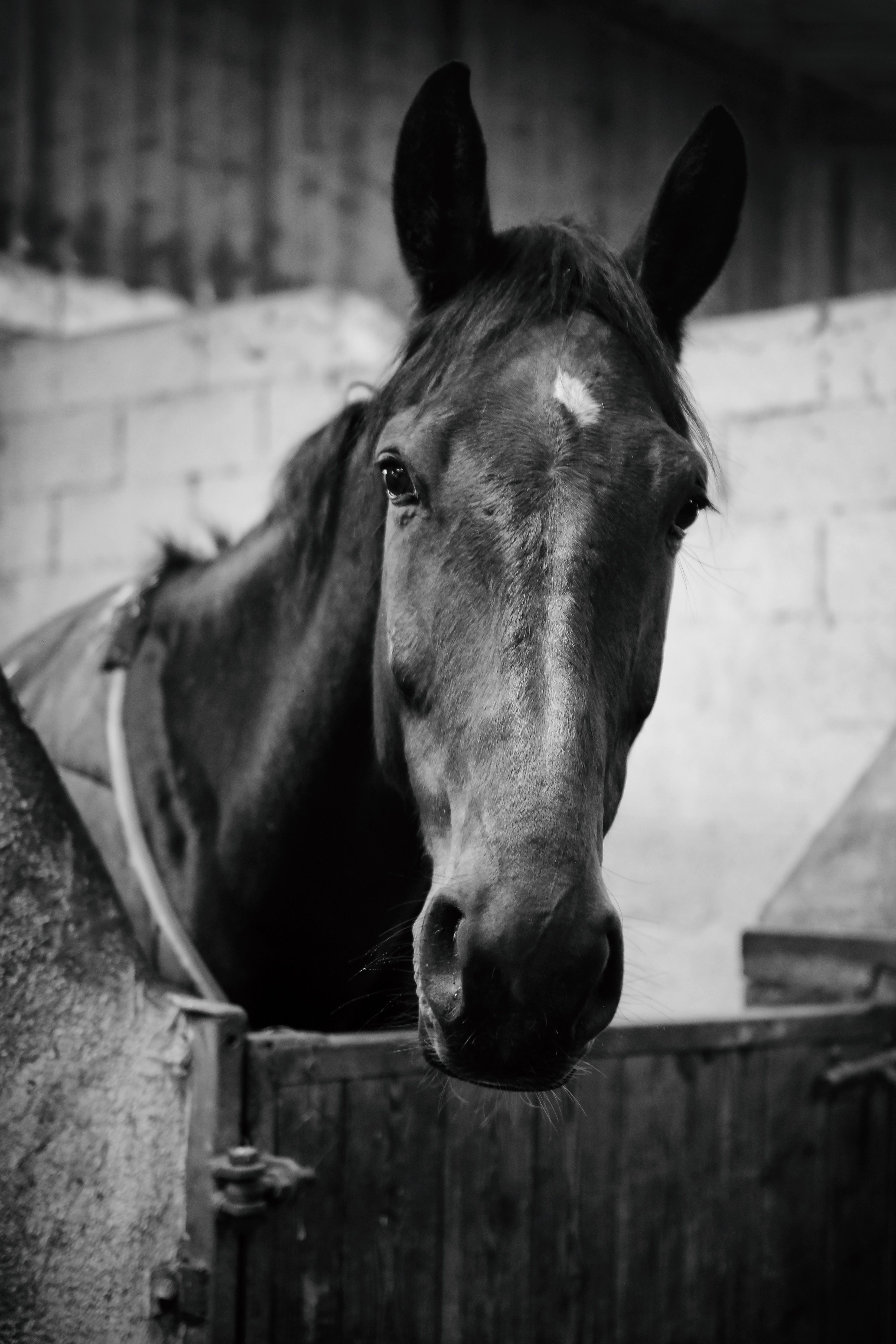 Grayscale Photo of a Horse · Free Stock Photo