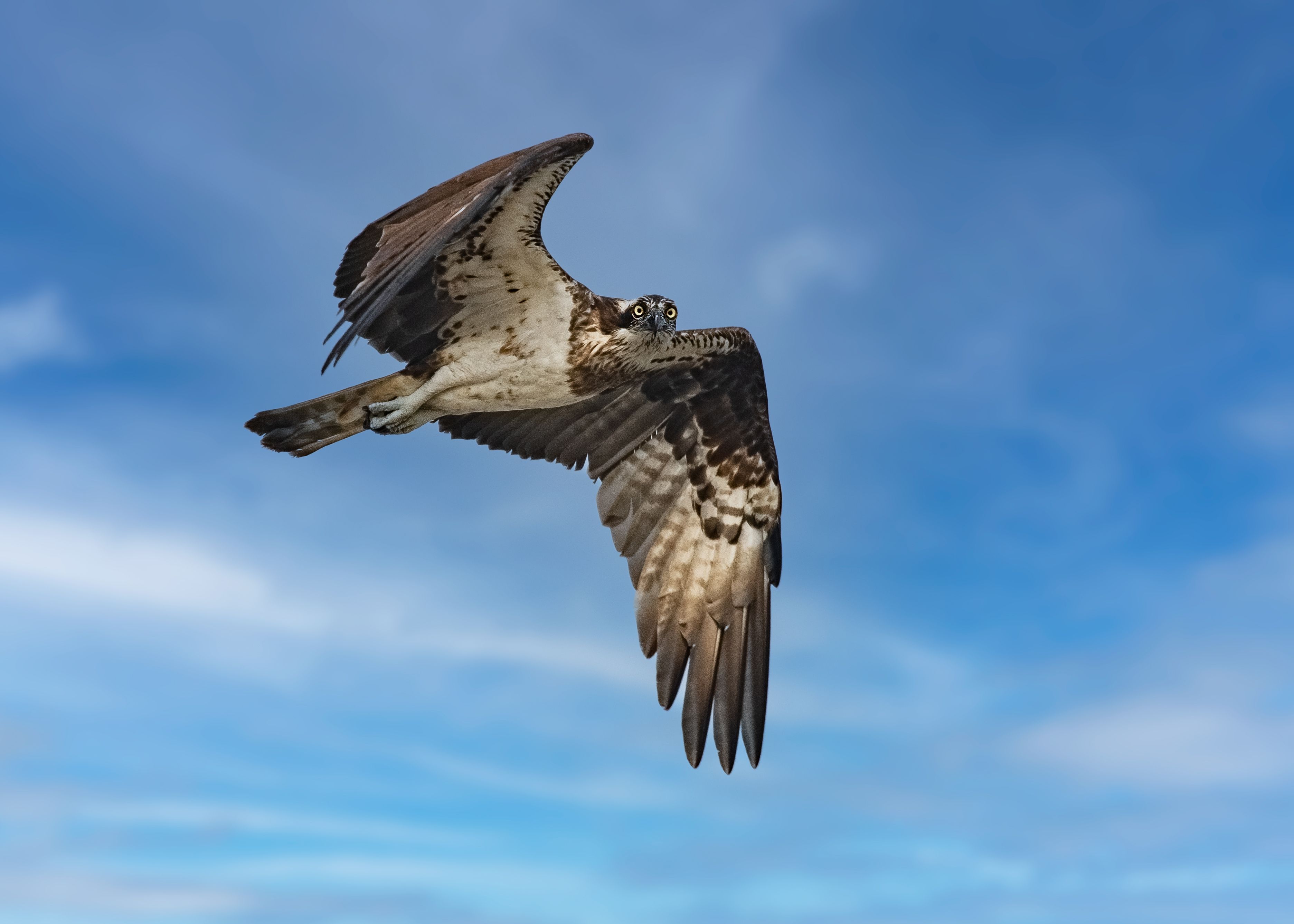 An Osprey Flying under a Blue Sky · Free Stock Photo