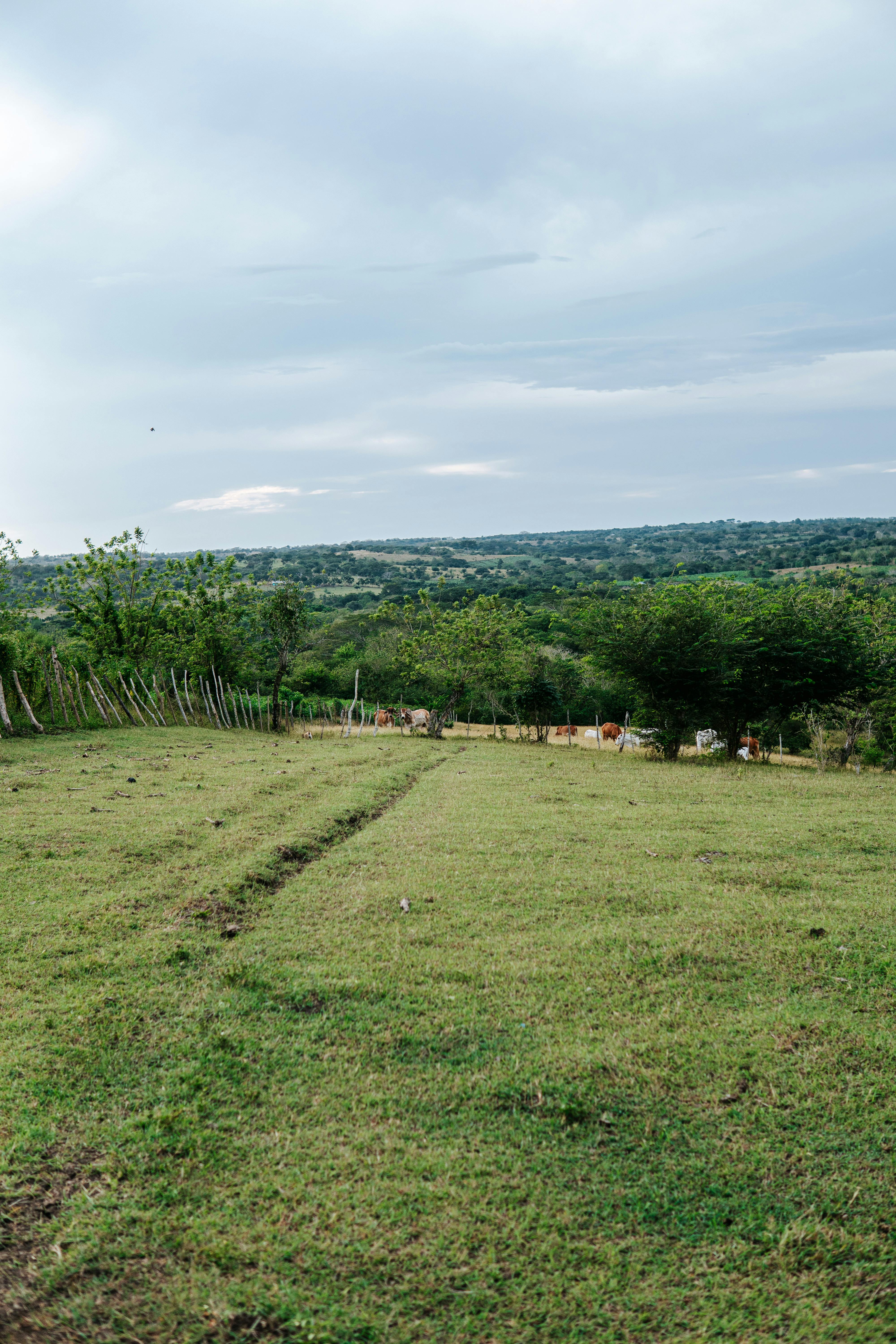 Beautiful Green Grass Field · Free Stock Photo
