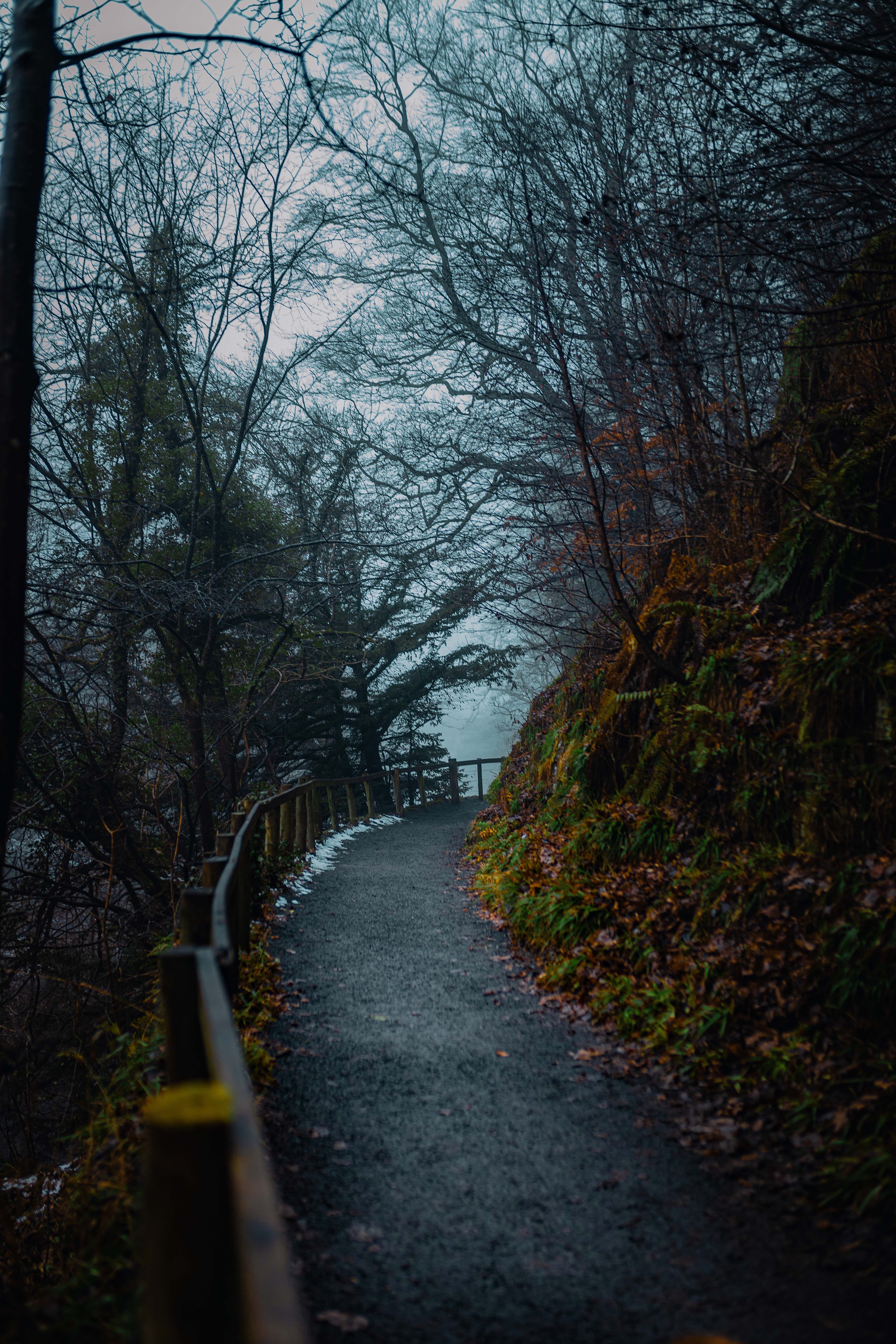 Brown Wooden Walkway in the Woods · Free Stock Photo
