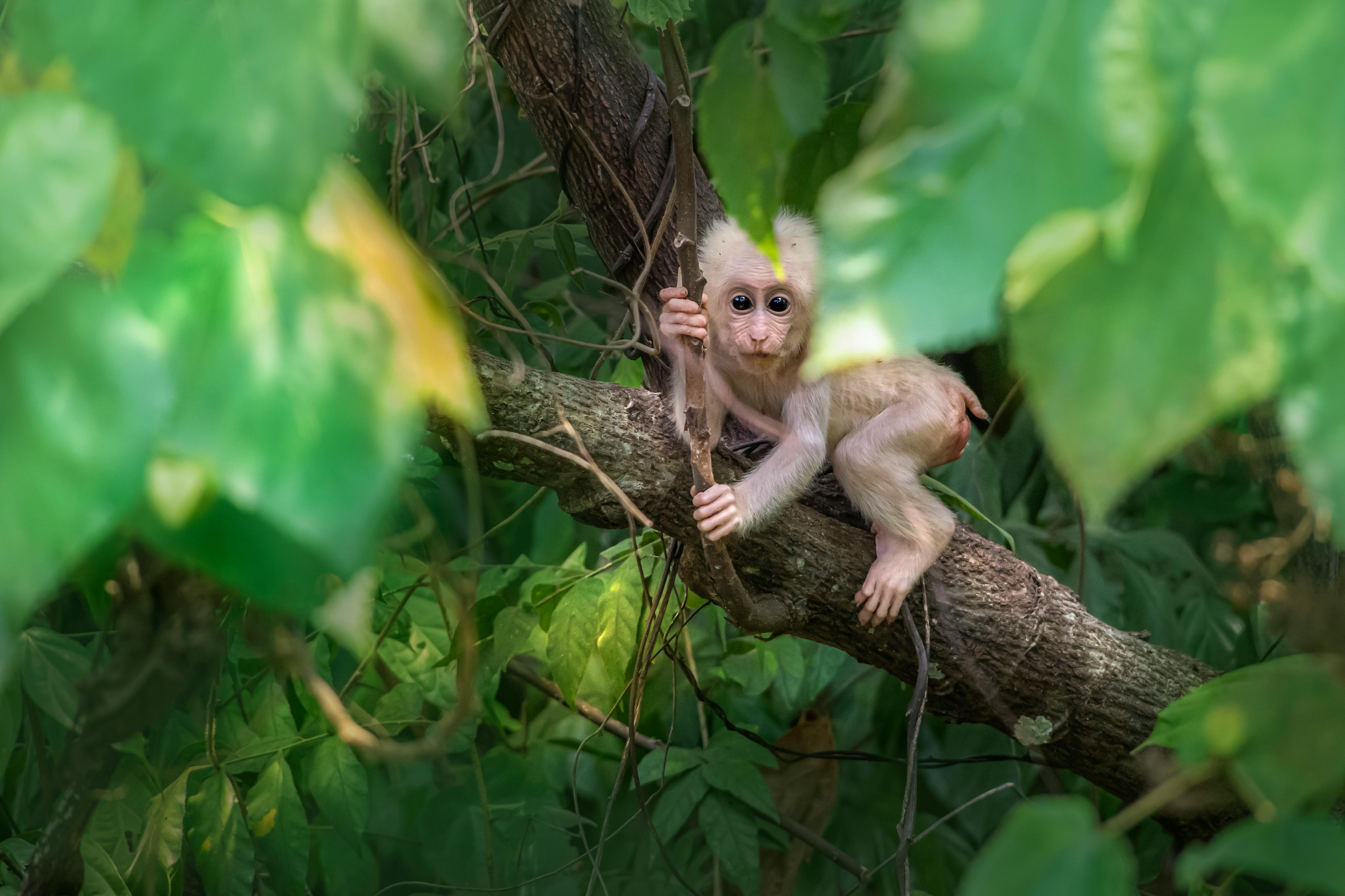 Monkey on a Tree · Free Stock Photo