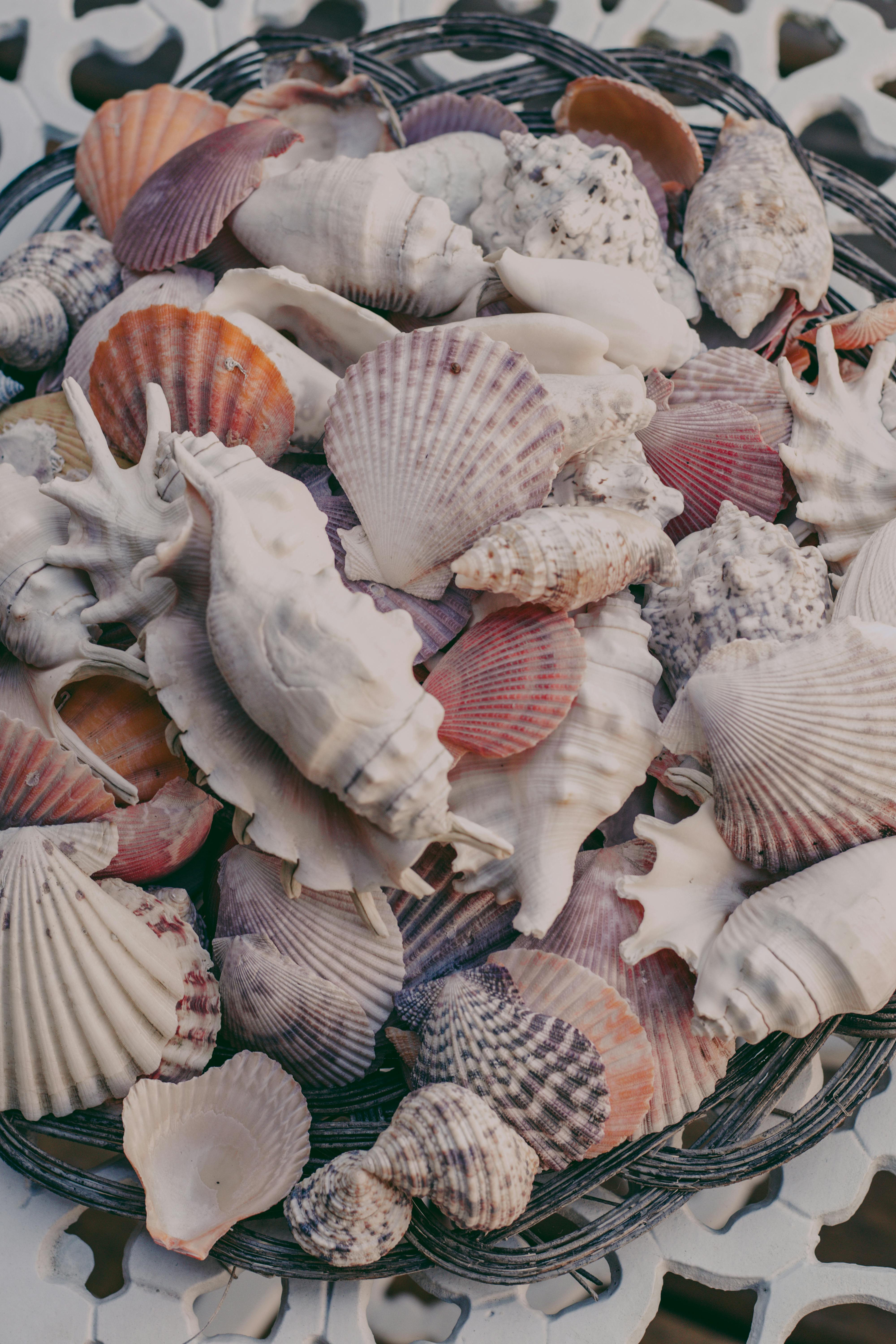 Cockle shells on stony shore · Free Stock Photo