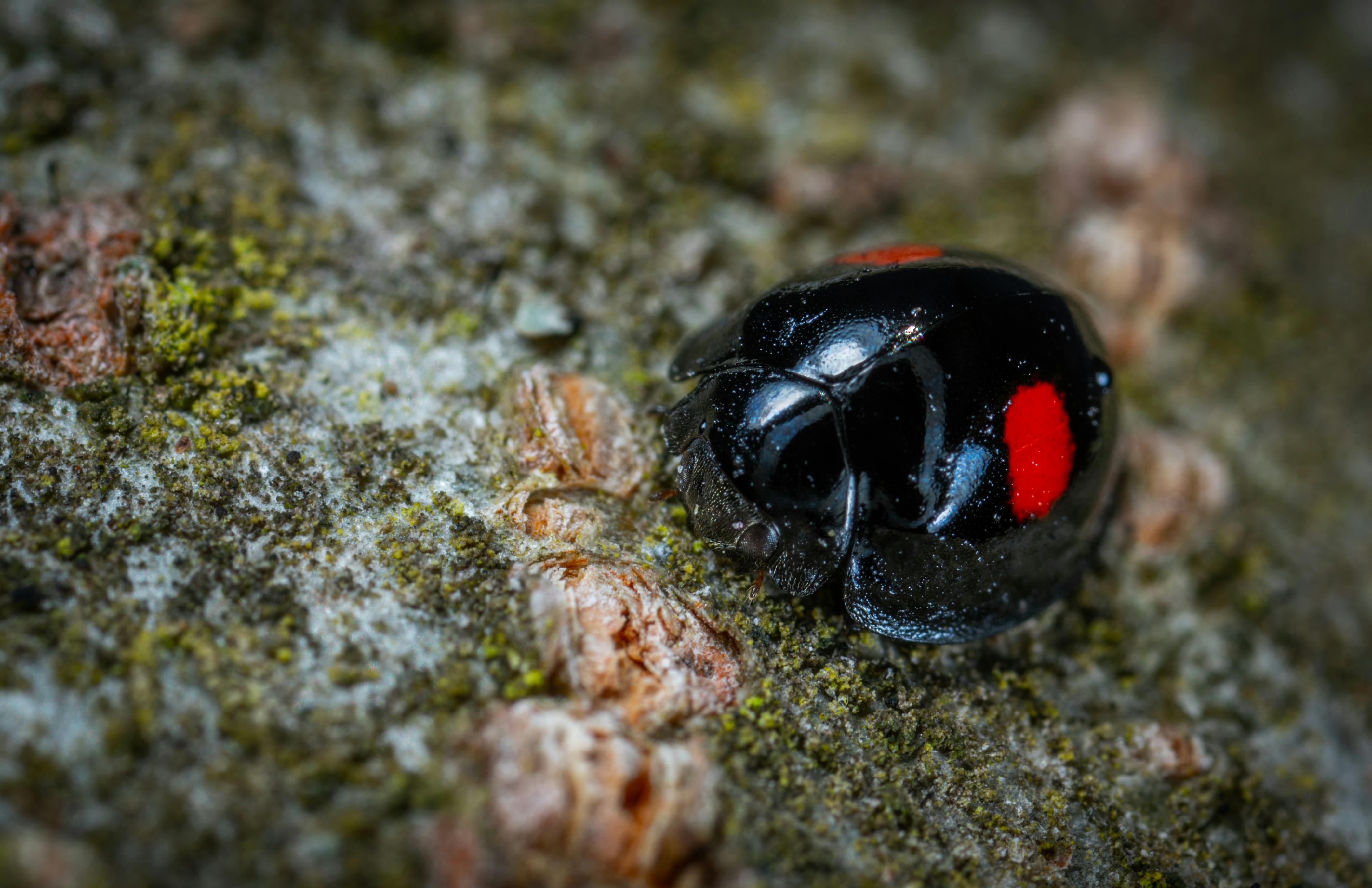 Free stock photo of insect, ladybug, macro