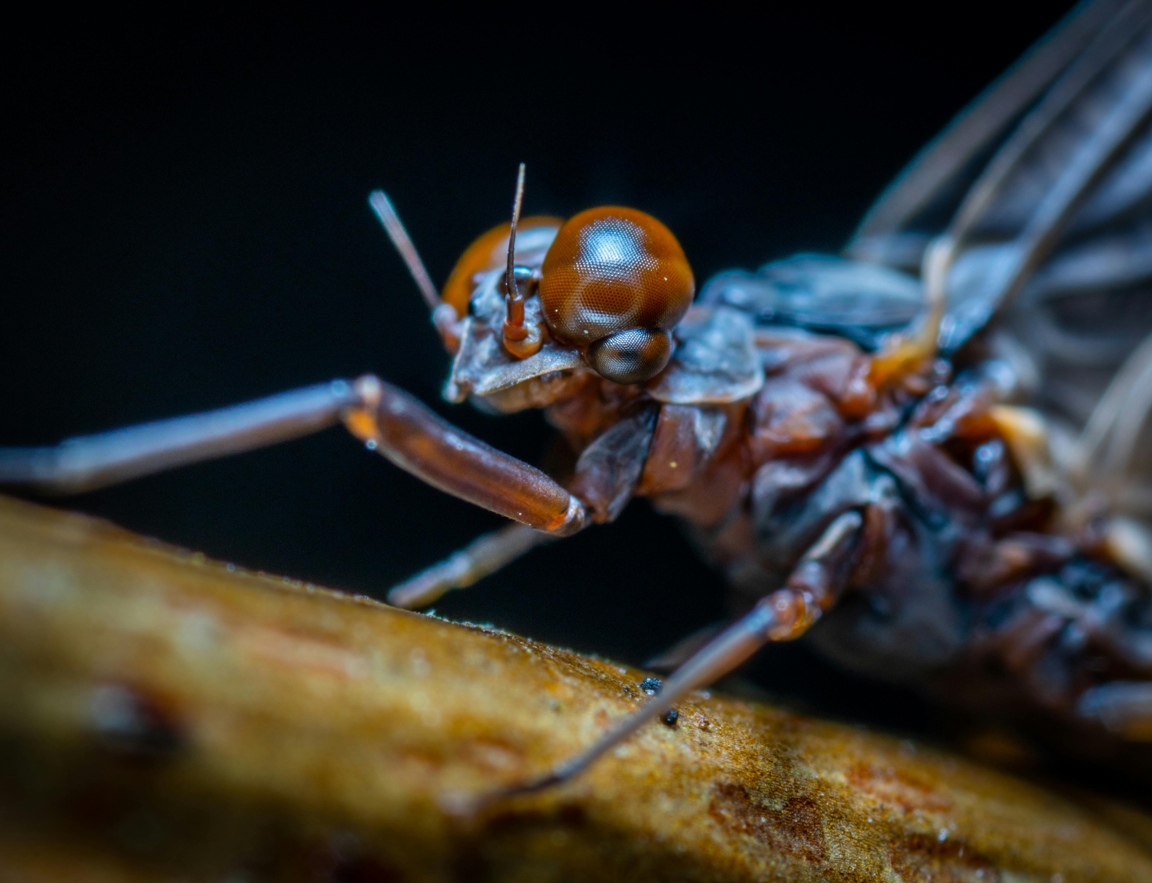 Close Up Photo Black Housefly · Free Stock Photo