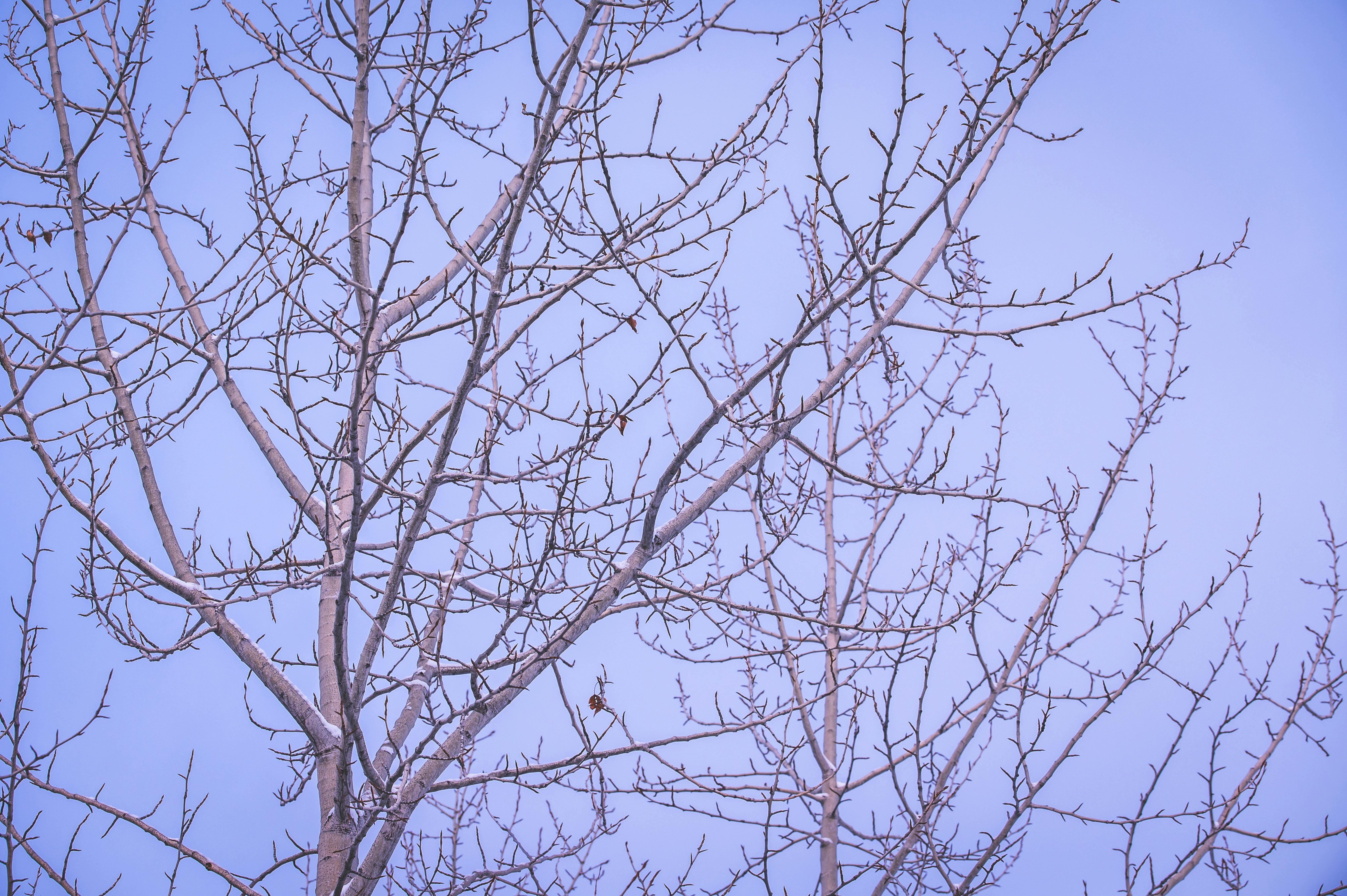 Leafless Tree Under Blue Sky · Free Stock Photo