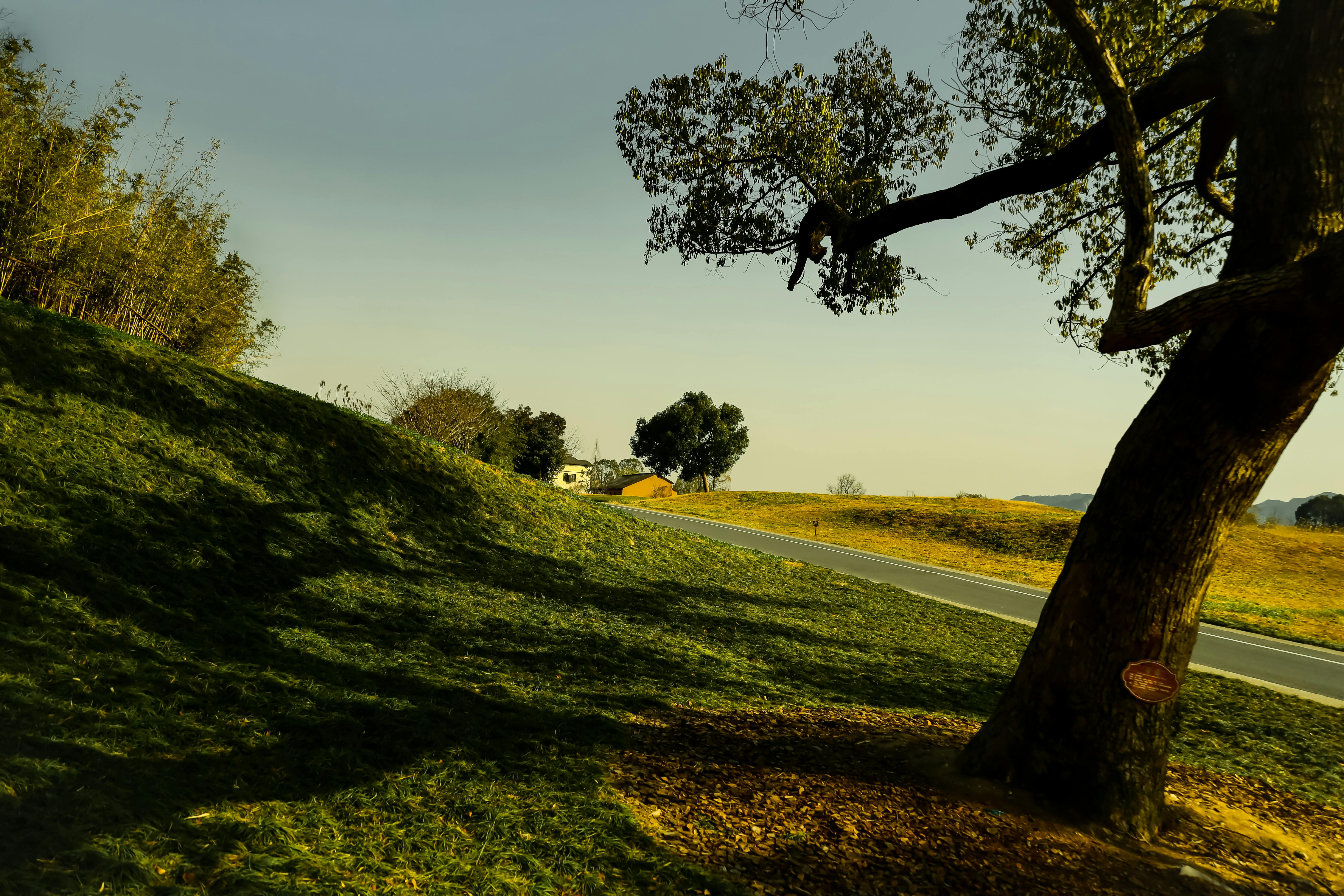 Green Tree Beside a Road · Free Stock Photo