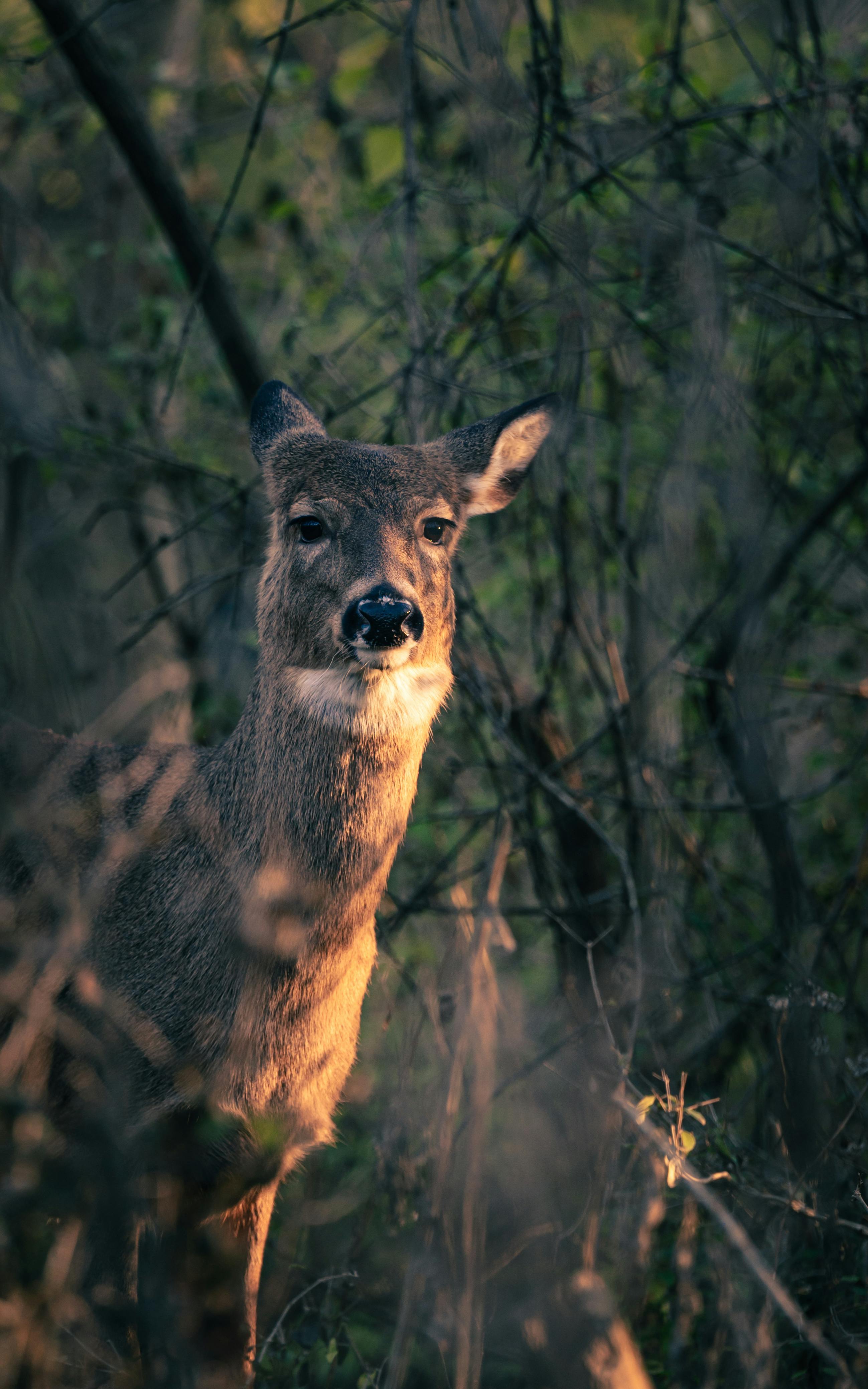Photo of a Deer · Free Stock Photo