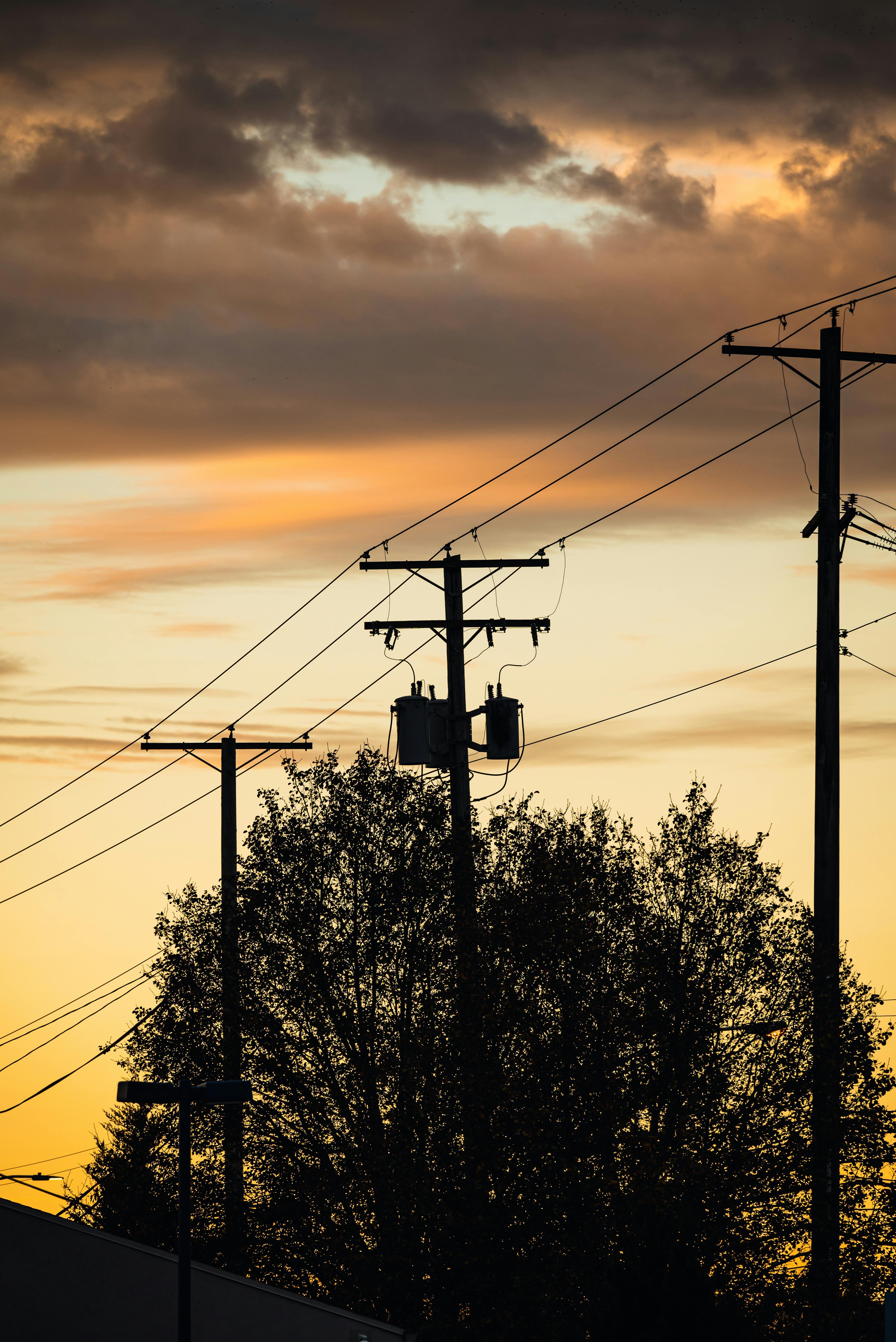 Electric Posts Beside a Tree · Free Stock Photo